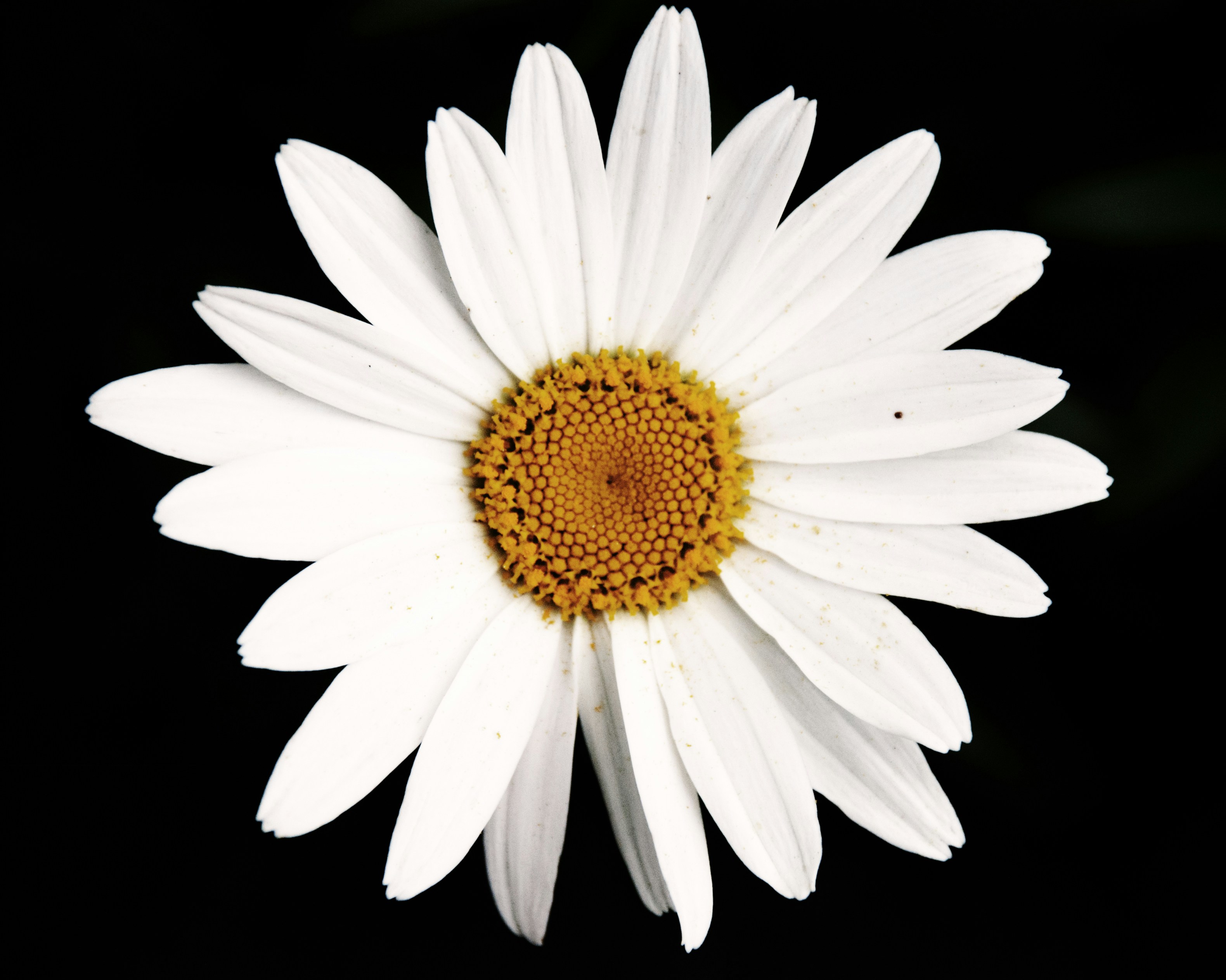Isolated Daisy: Crisp White Petals Framing a Golden Core Against Velvet Black