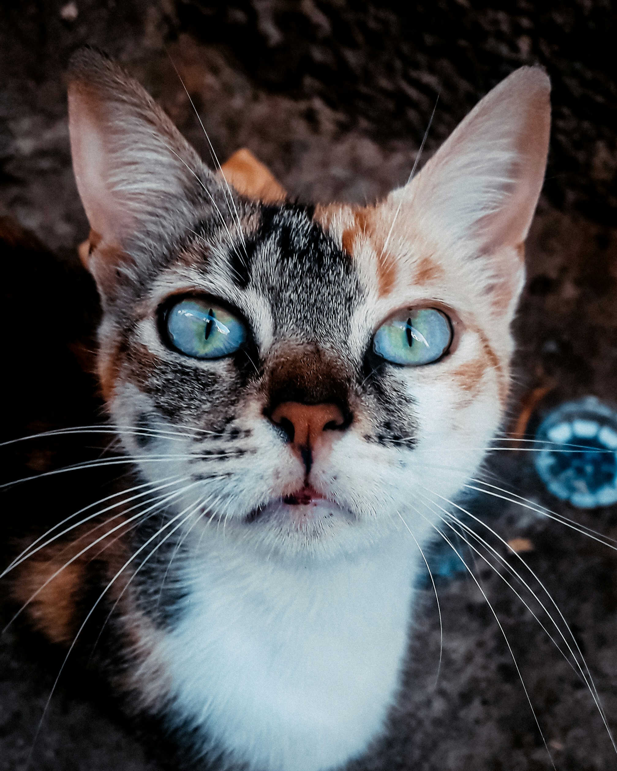 Calico Gaze: Close-Up of a Blue-Eyed Cat