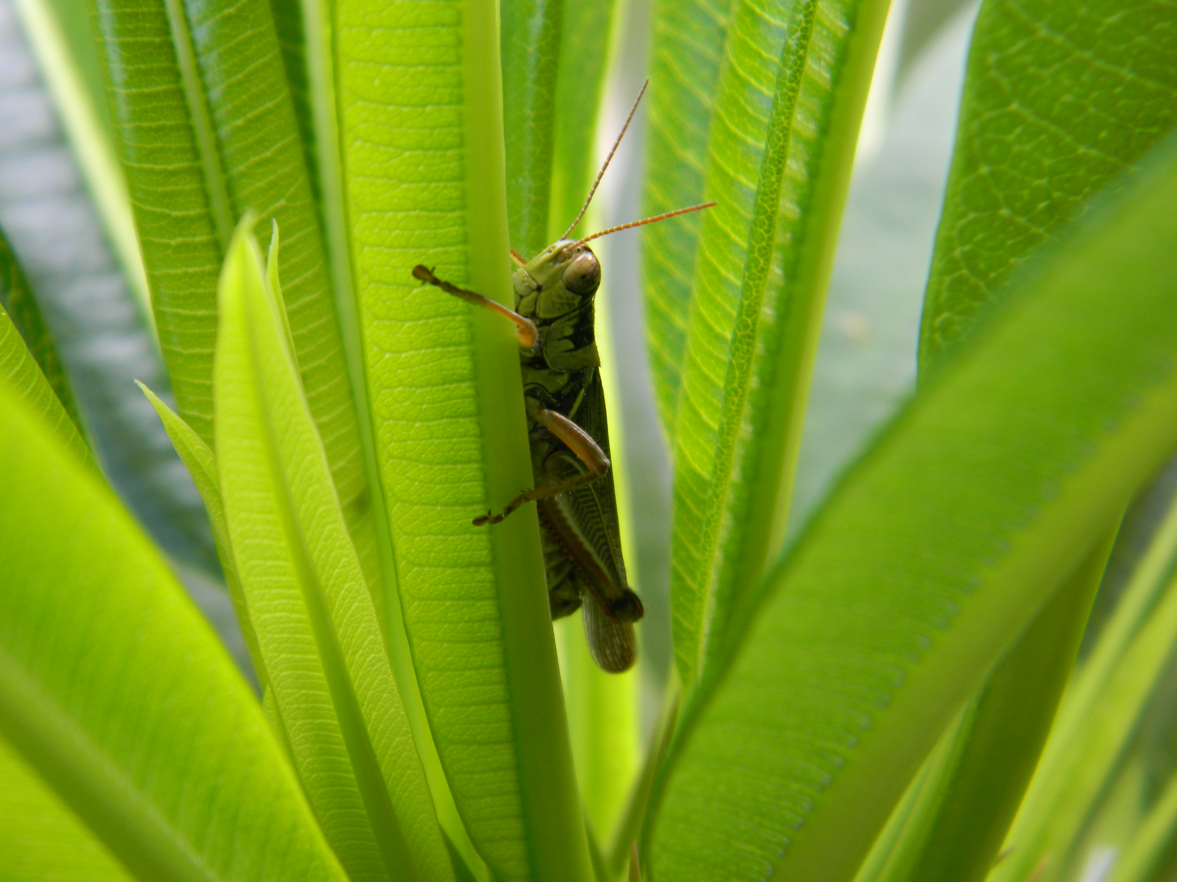 Grasshopper camouflaged among vibrant green leaves, showcasing its intricate details and textures.