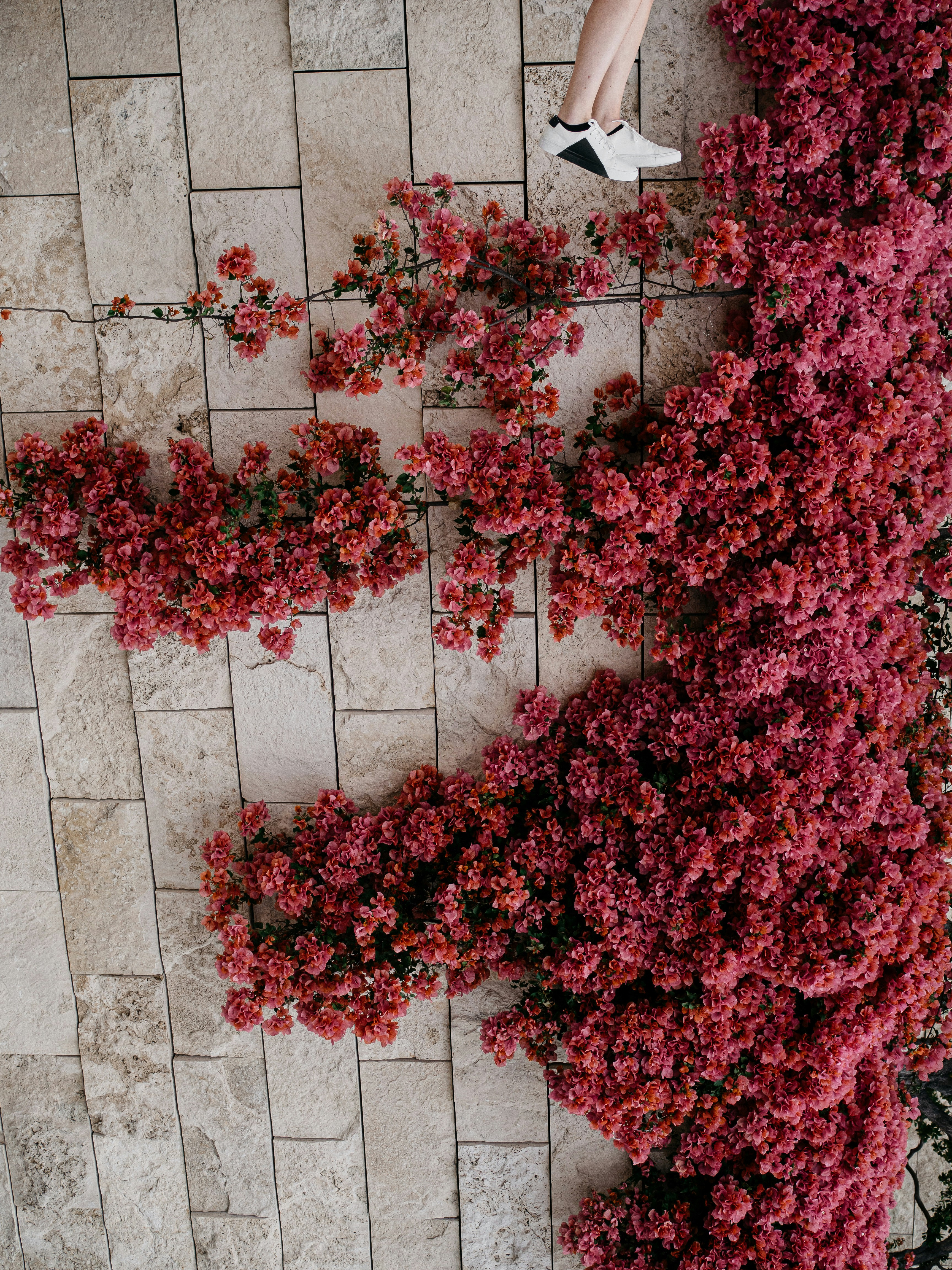 White Sneaker on a Bougainvillea Staircase: A Top-Down Moment