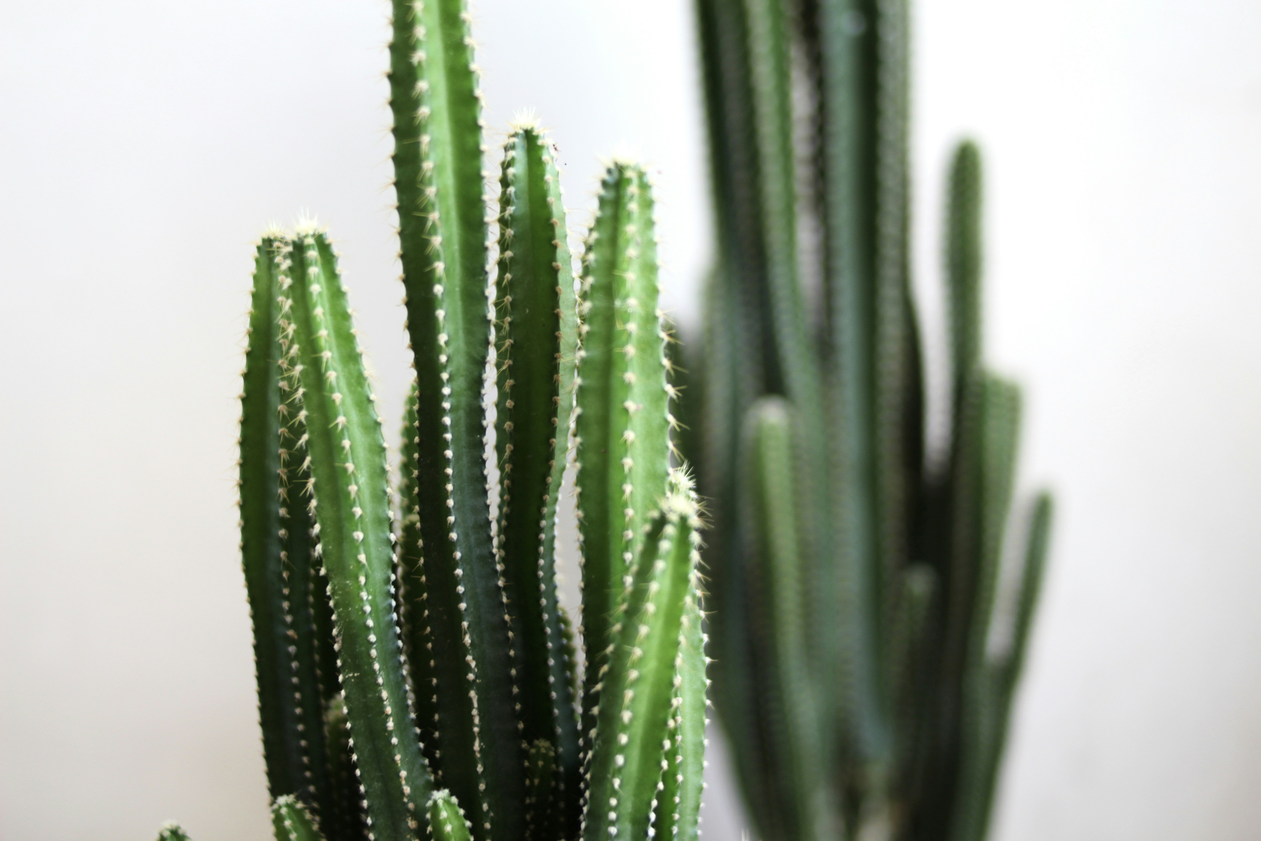 Two tall cacti with intricate spines stand against a soft, neutral backdrop, showcasing their unique textures and shapes.