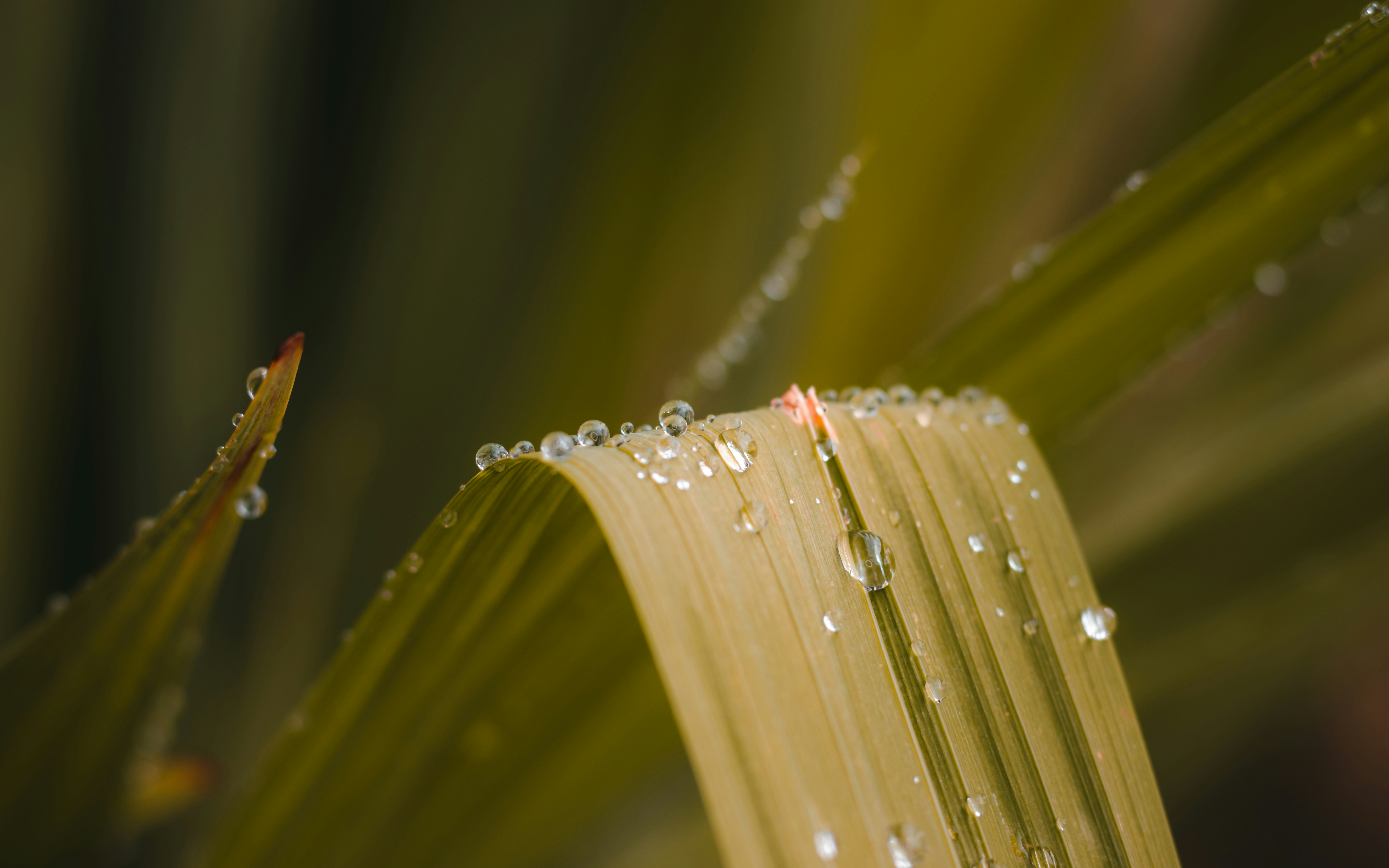 Dew-Lined Ribbon: A Macro Moment on a Leaf
