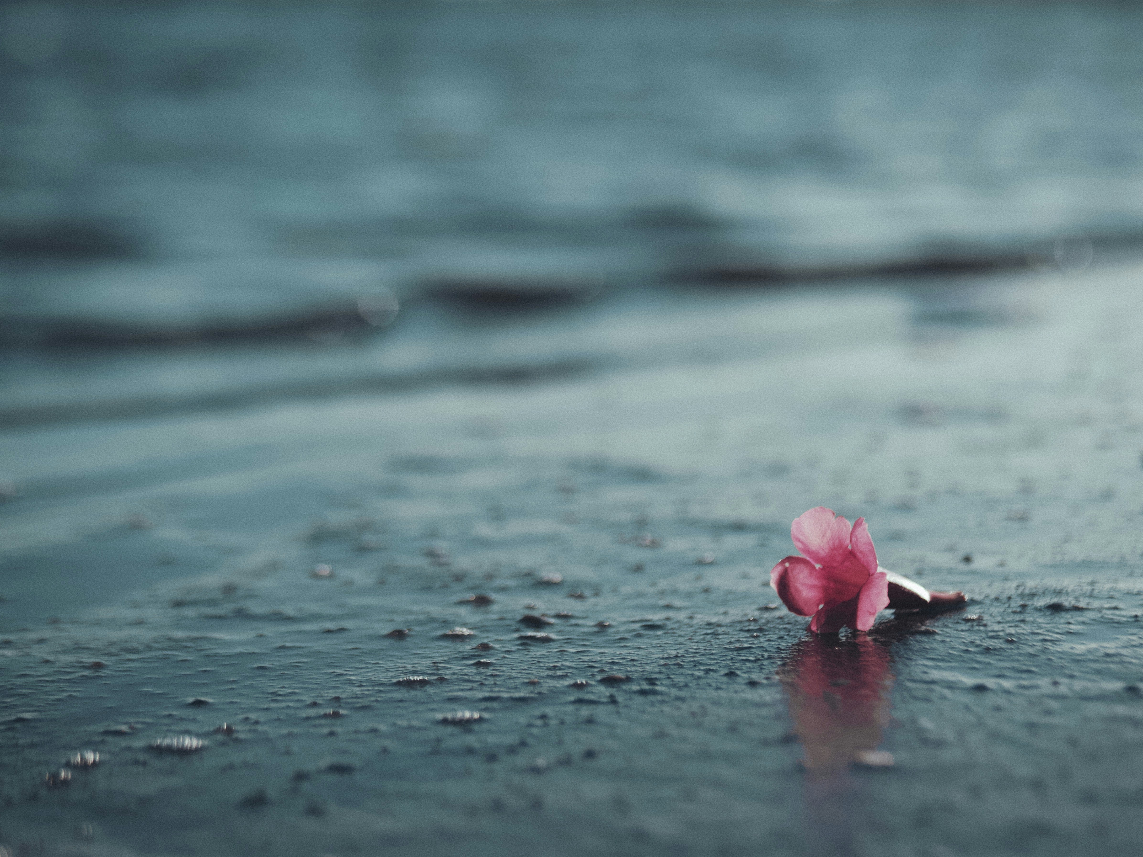 A solitary pink blossom resting on a rippled, moody shoreline