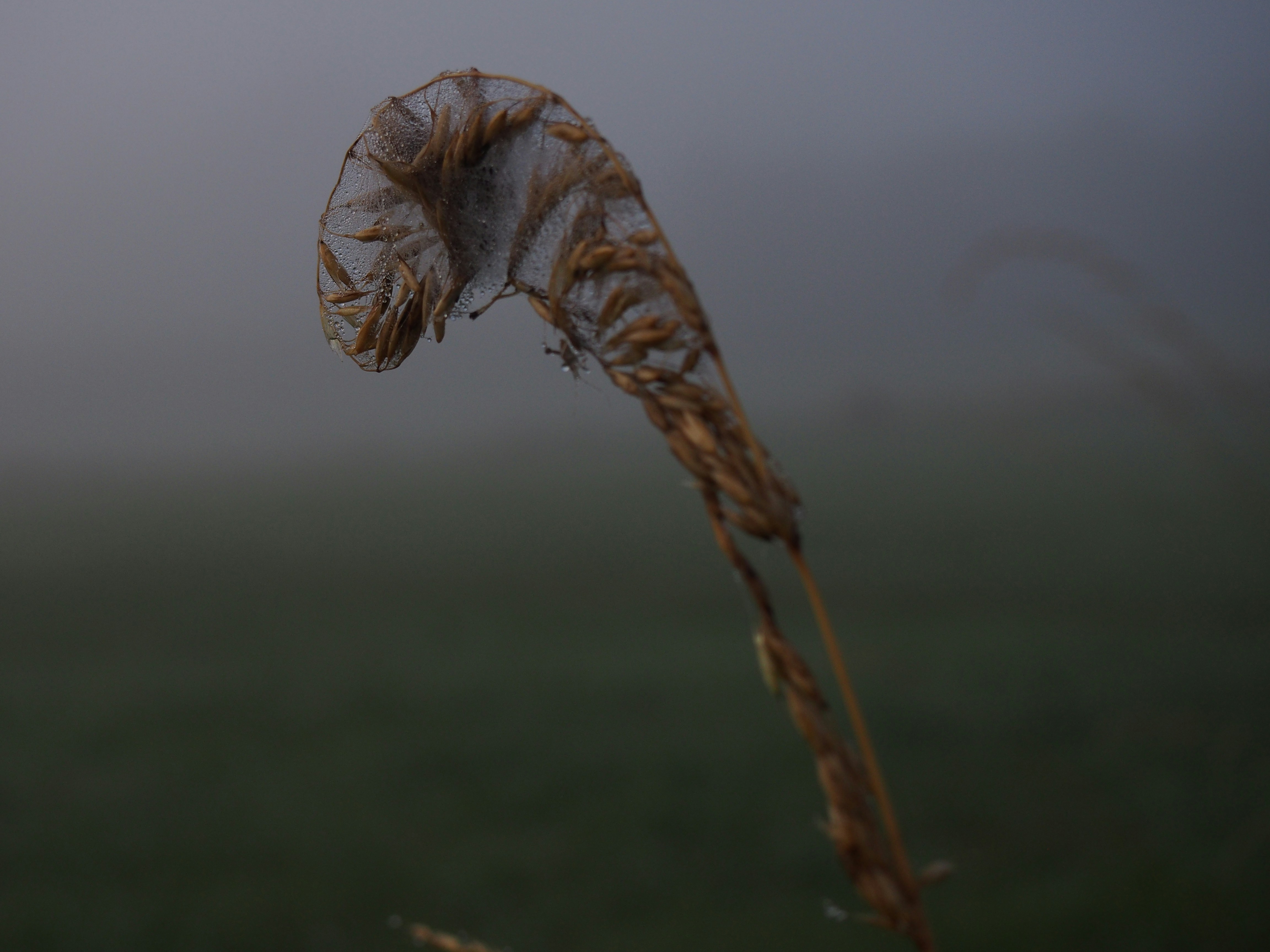 A close-up of a curled, frost-dusted grass blade against a soft, foggy background, emphasizing texture and quiet atmosphere. This is a natural macro-like shot with a blurred landscape behind.