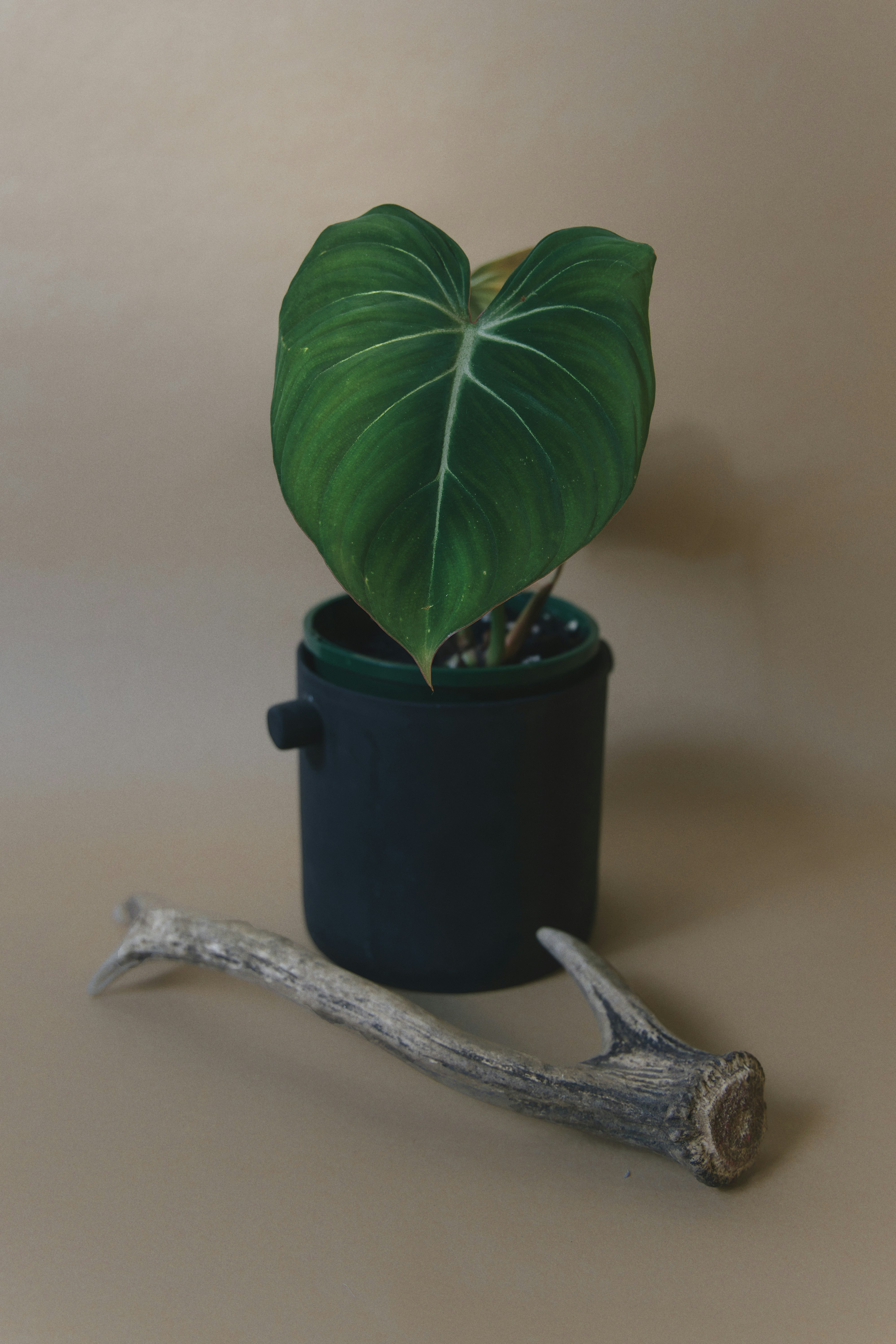 Heart-shaped green leaf emerging from a dark pot next to a rustic branch on a neutral backdrop.