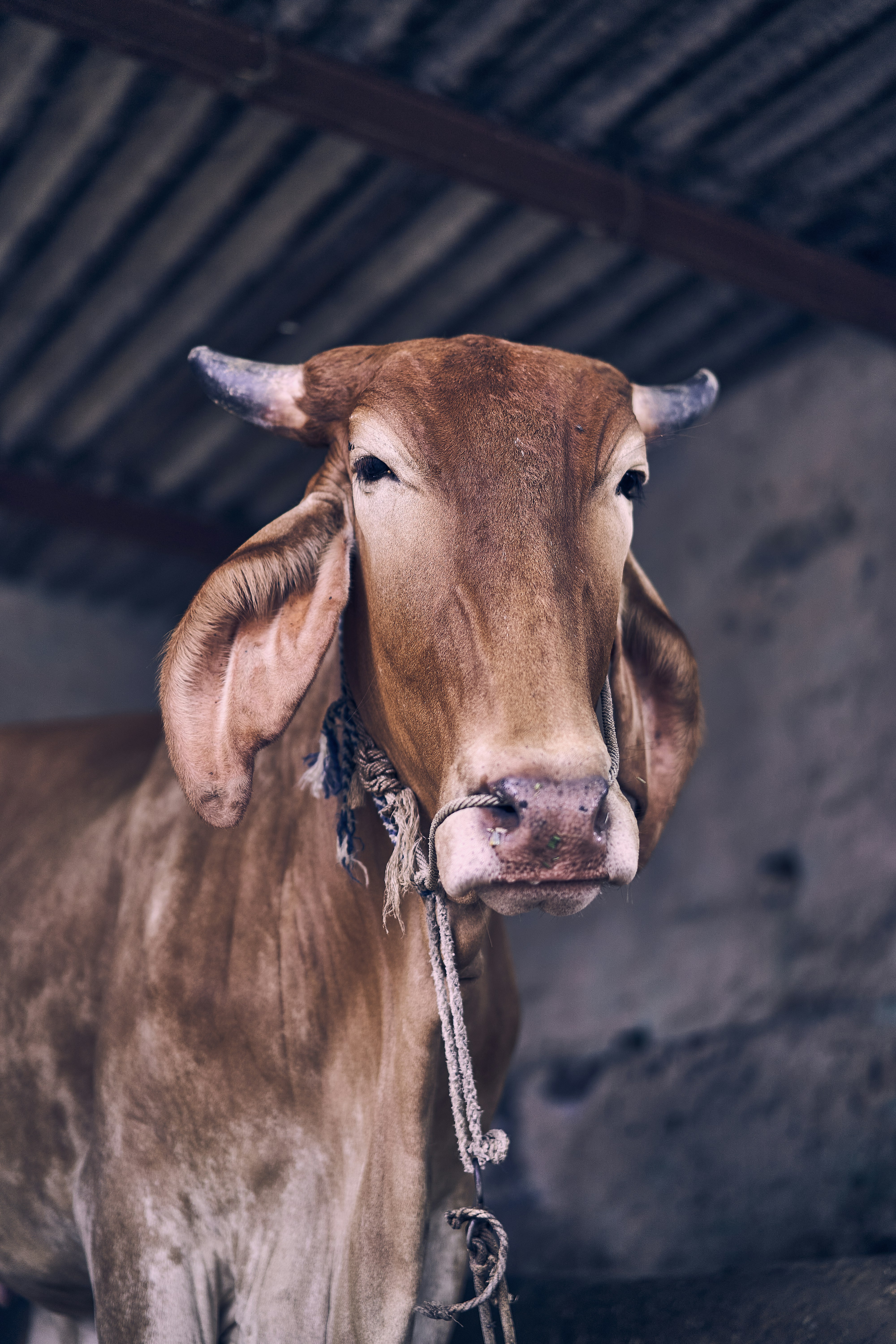 Vaca marrón con cuerda blanca en el cuello foto – Imagen de Animal ...