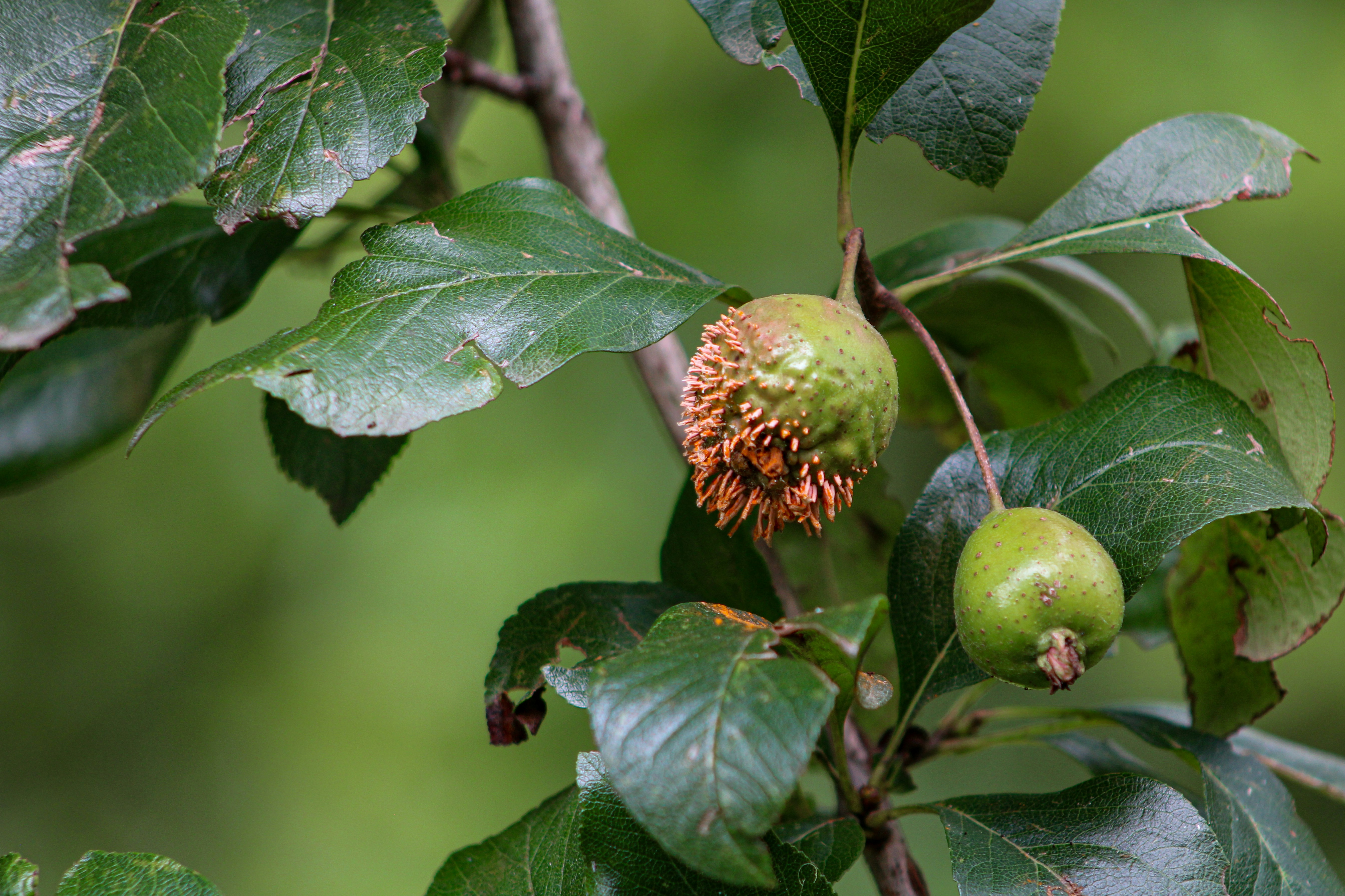 Green round fruit on tree photo – Free Leaf Image on Unsplash