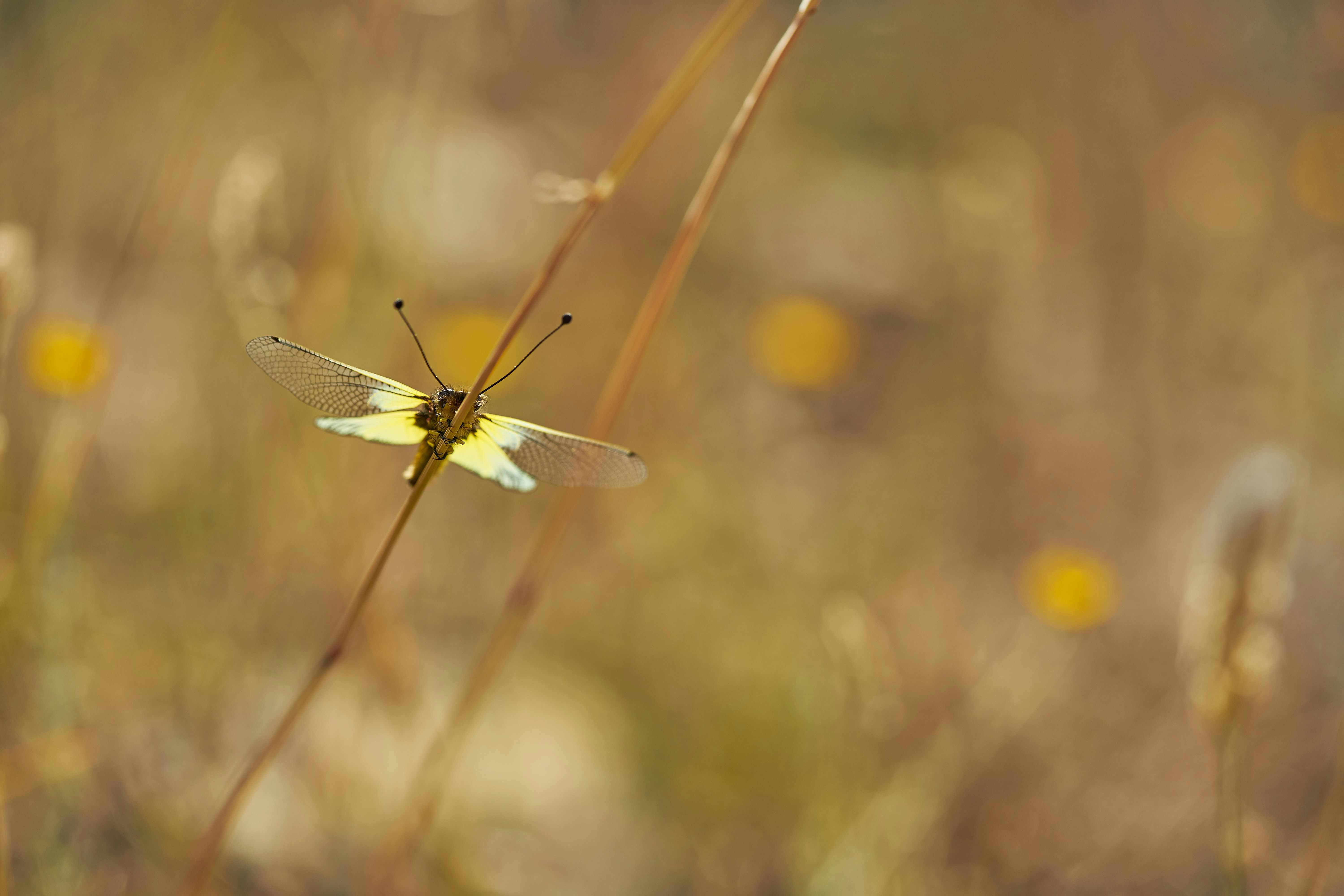 Foto Libélula blanca y marrón posada en el tallo de la planta marrón en ...