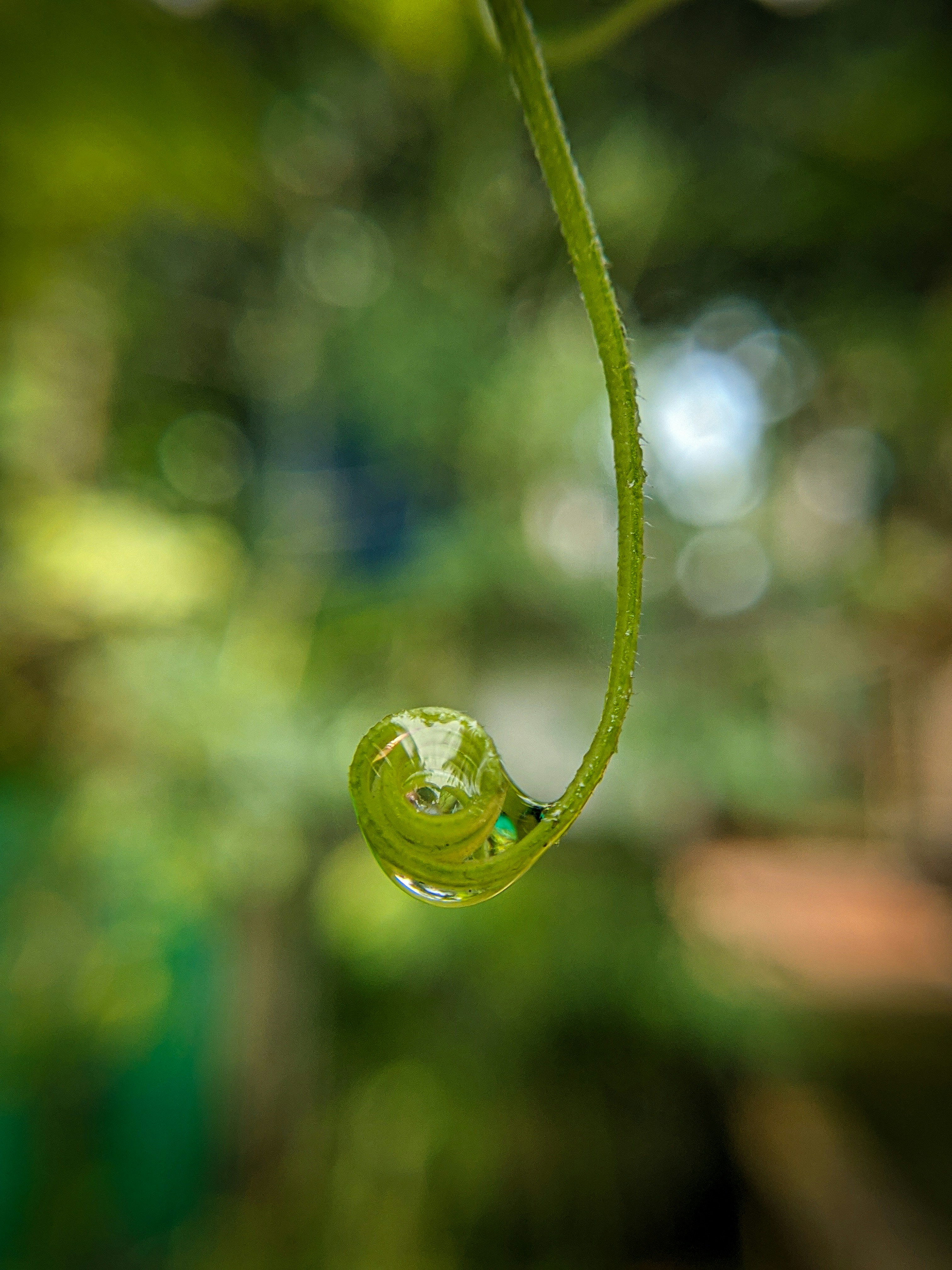Dew Prism on a Green Tendril