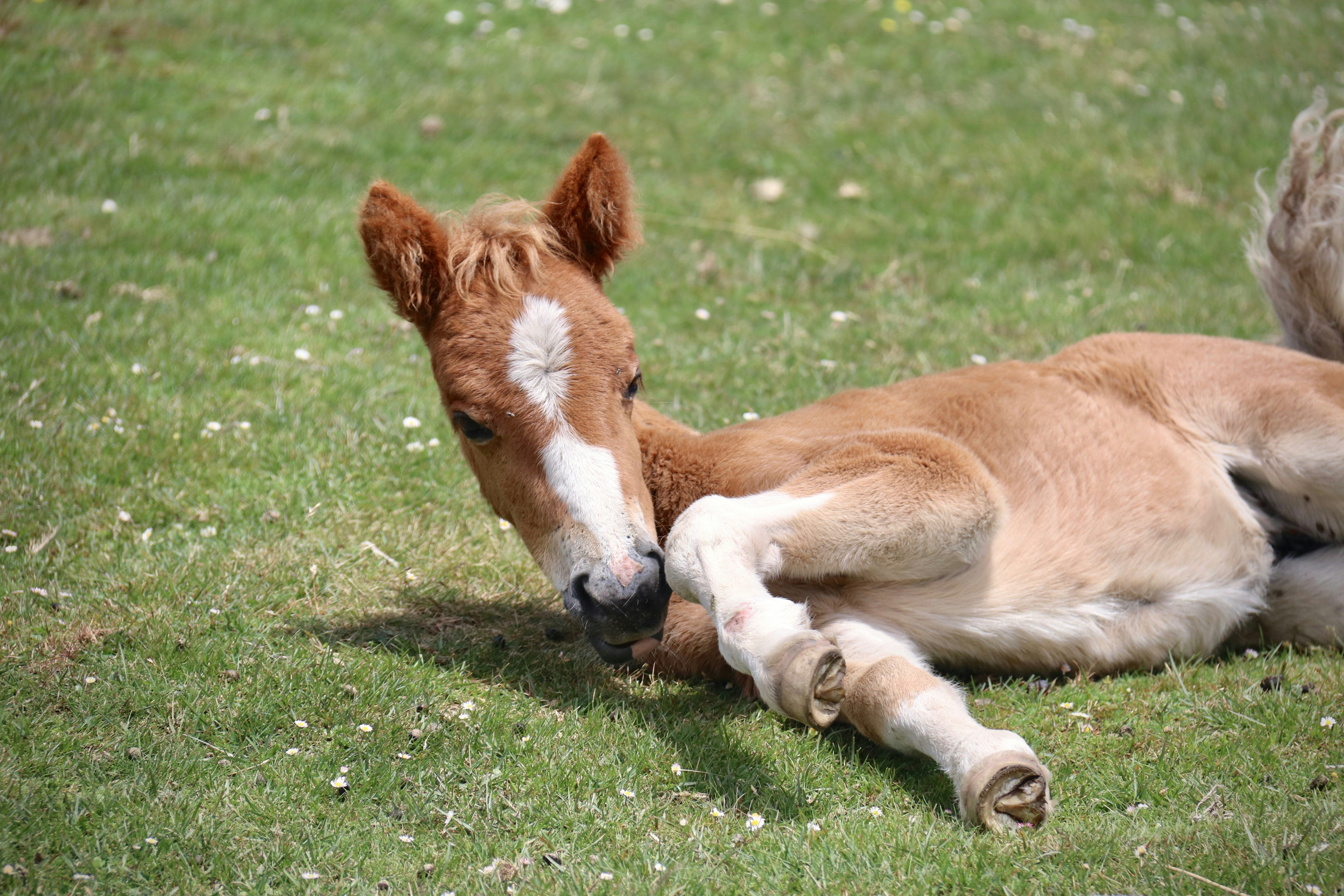 Baby Horse Pictures | Download Free Images on Unsplash