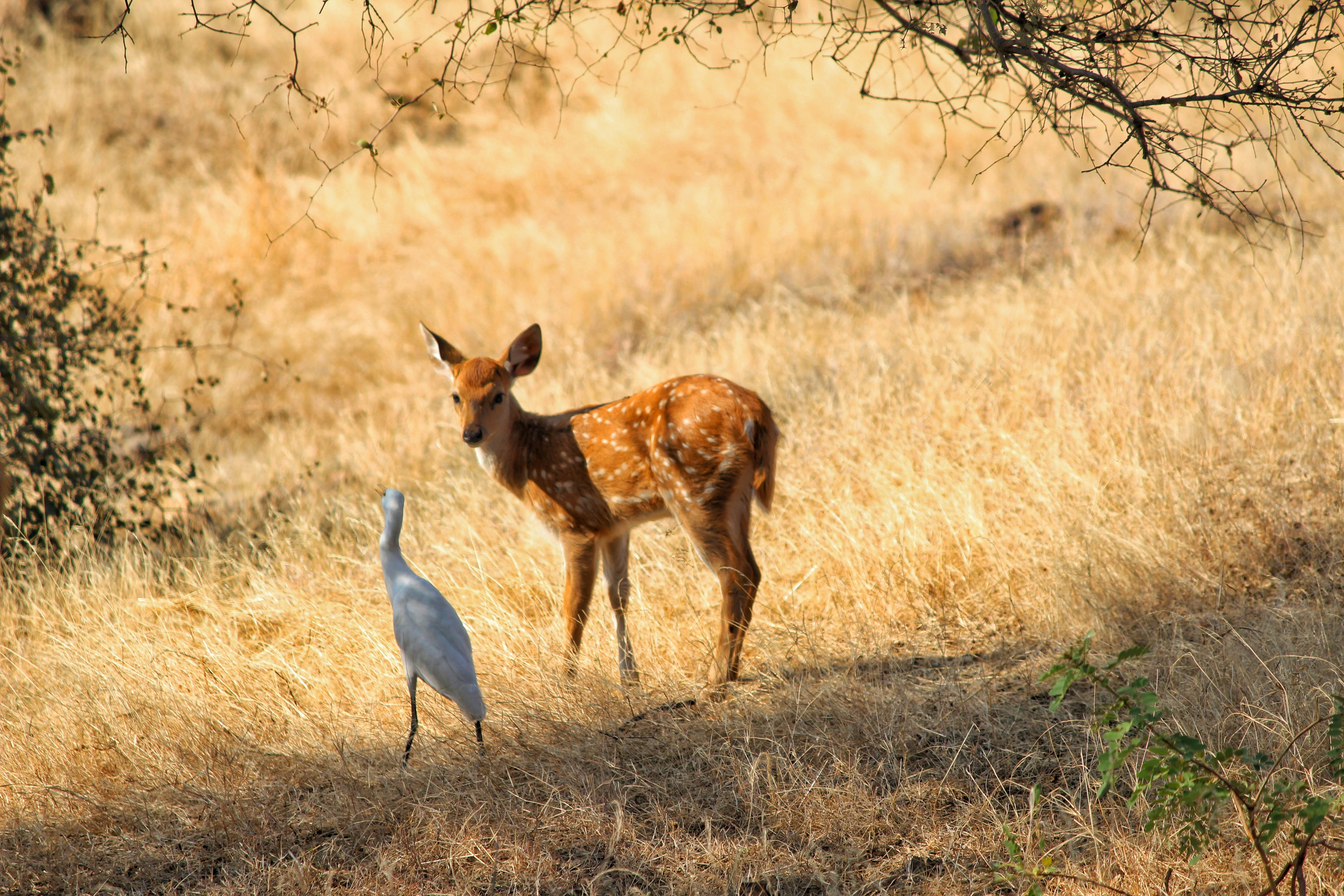 Gilded Meadow Encounter: A Spotted Fawn and a Blue-Gray Heron