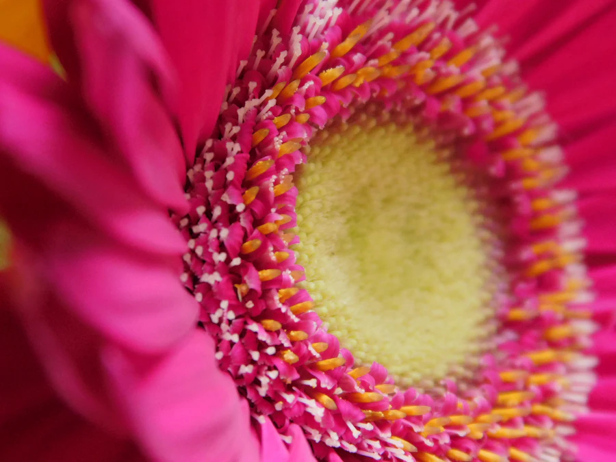 Macro view of a pink gerbera daisy with a pale yellow center and detailed petals. The flower fills the frame with soft focus at the edges.