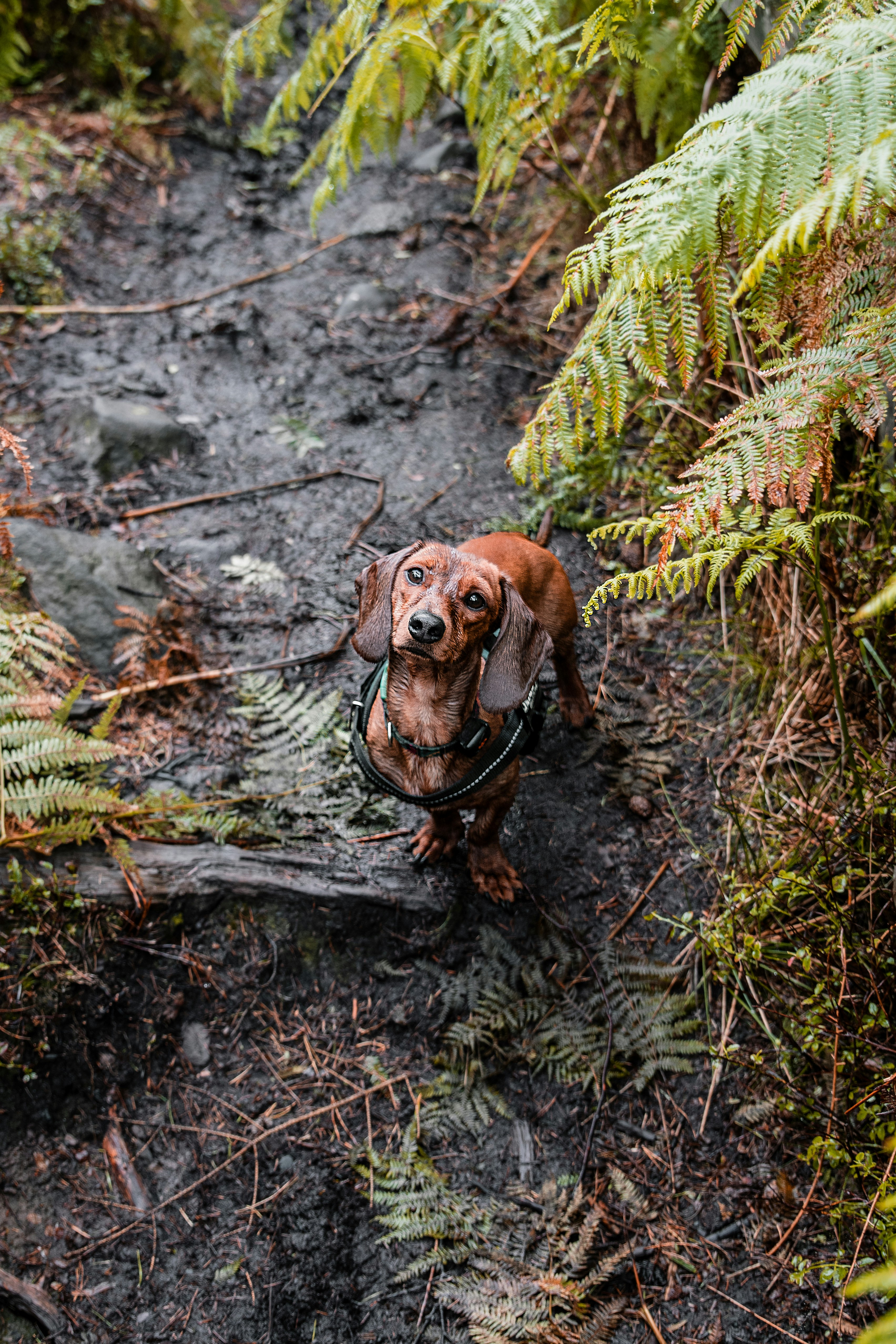Wet Sausage Dog In The Woods