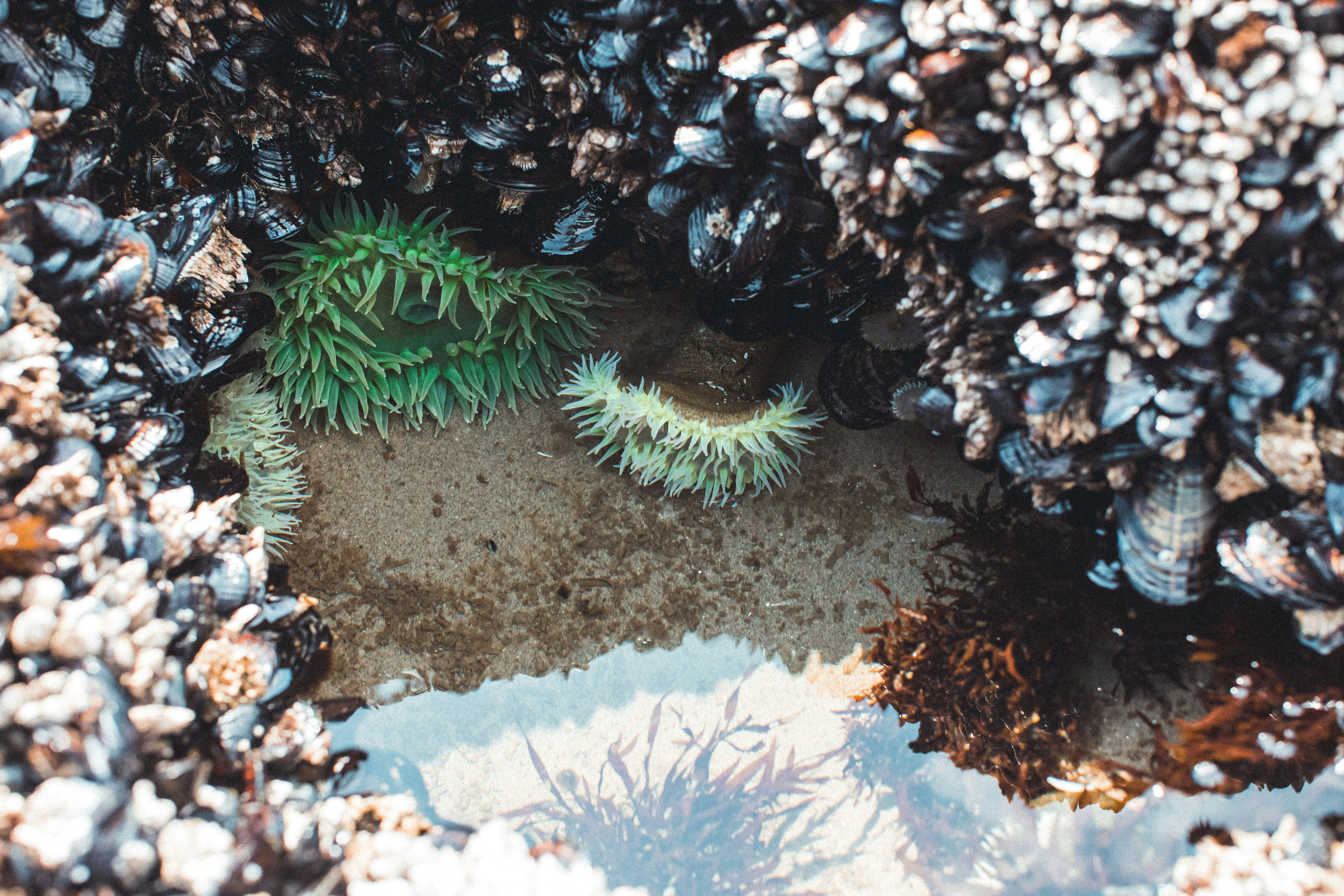 Green and white coral reef photo – Free Oregon Image on Unsplash