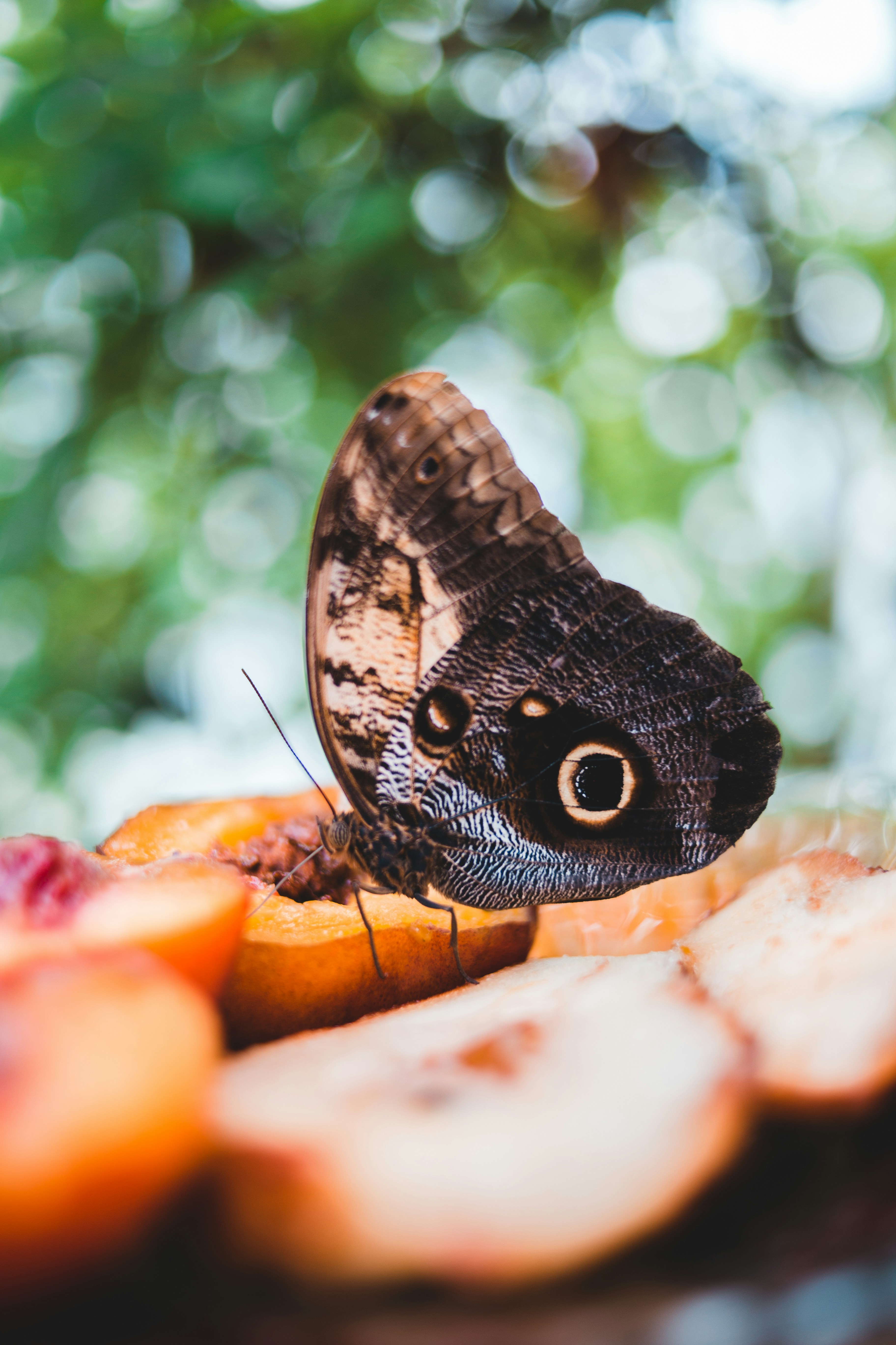 Peach-Slice Pause: An Eye-Spotted Butterfly in Soft Garden Light