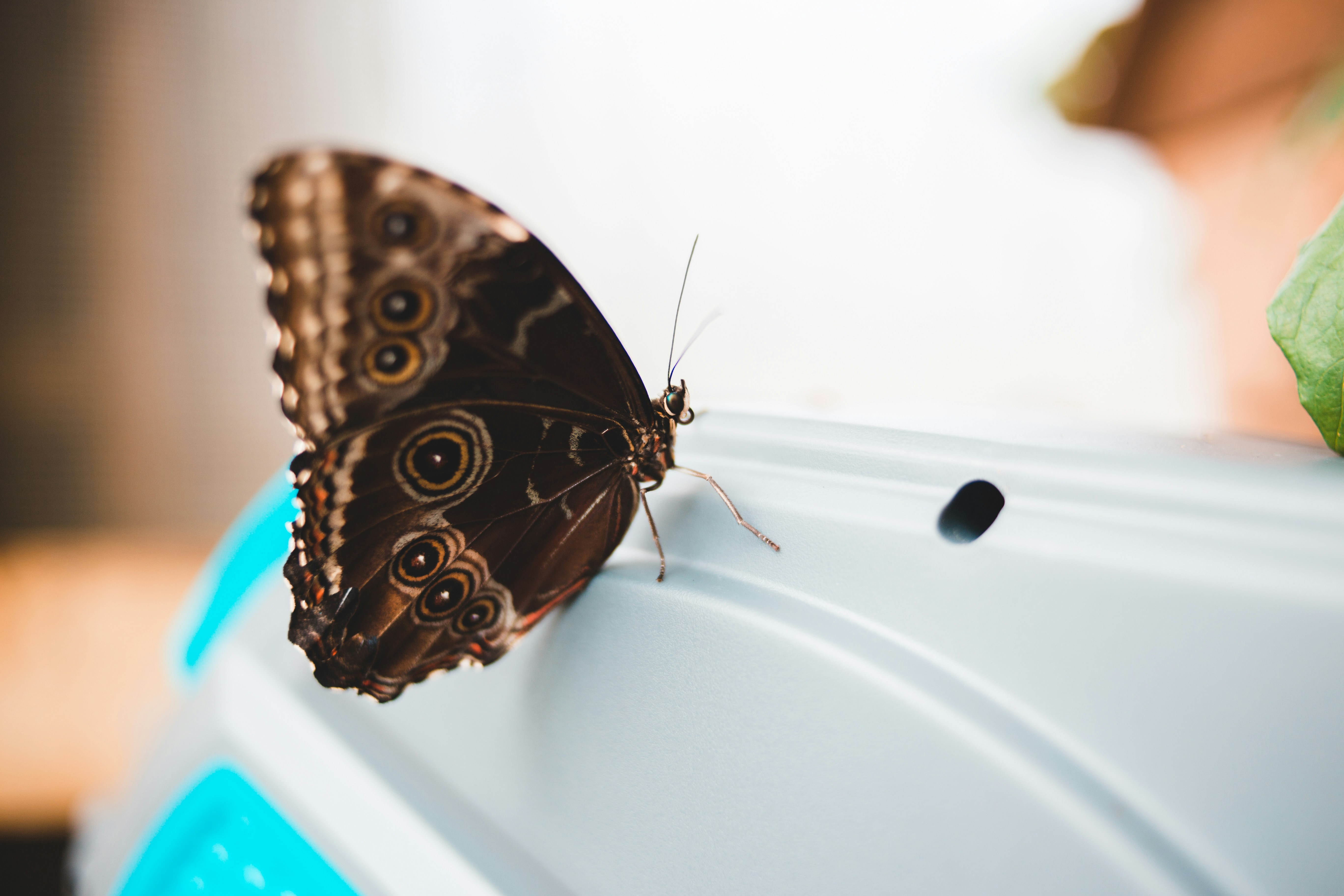 Wings of the Eye: butterfly on a pale blue surface
