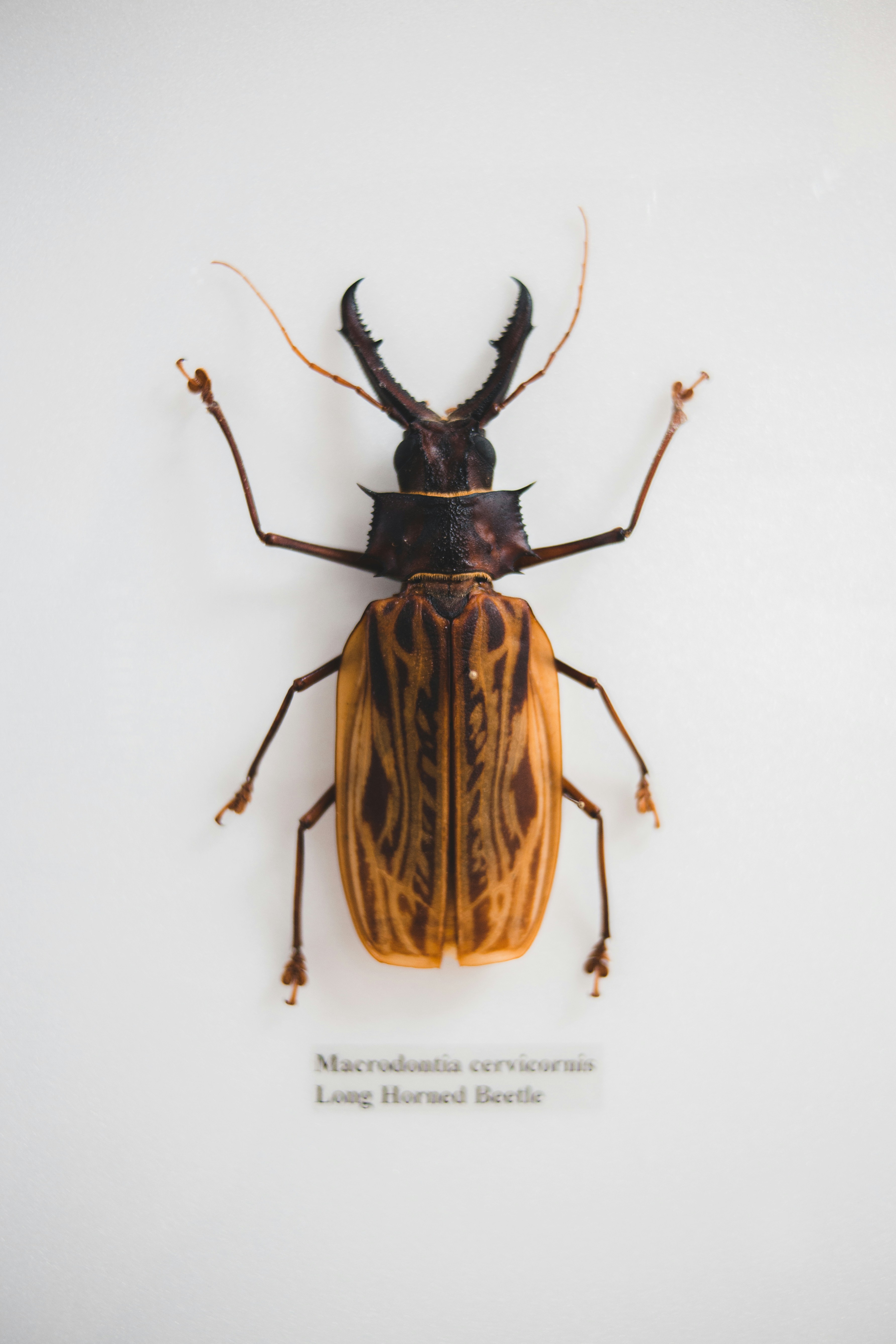 Pinned Amber Stripes: a Museum-Display Long-Horned Beetle