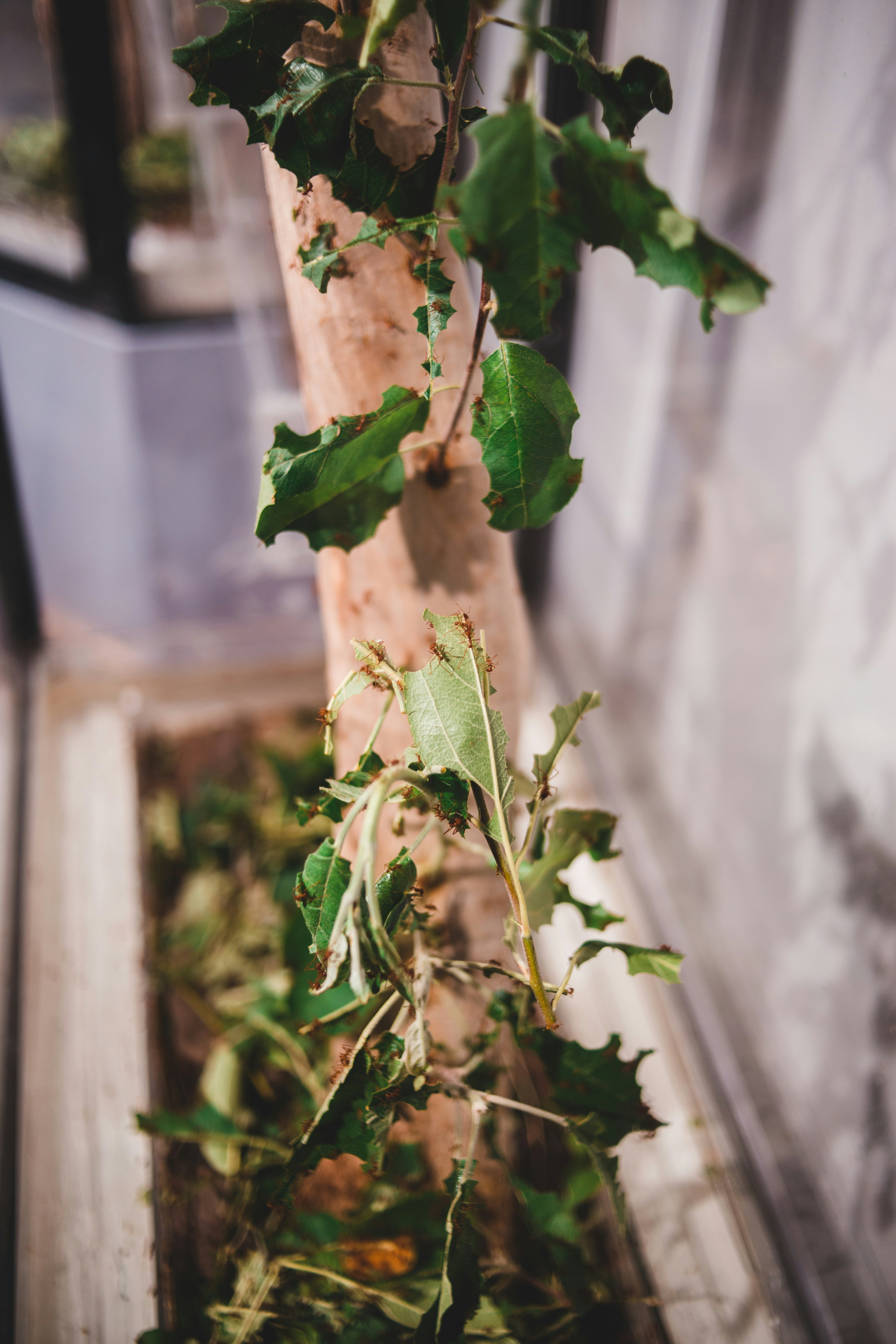 Urban Ivy Climber: A Green Accent on Concrete Edges