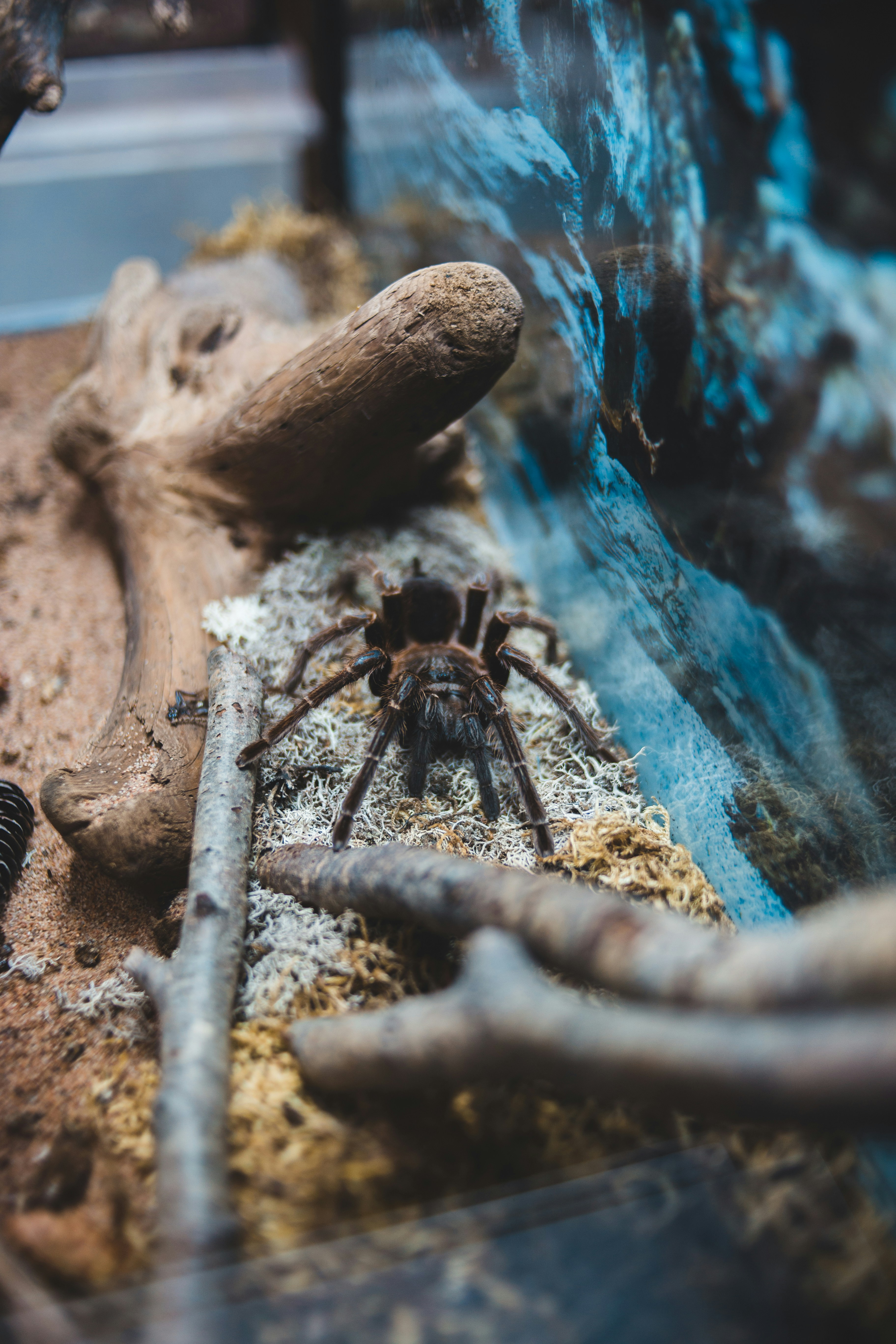 Shadowed Spine: A Tarred Crawl Streak Under Glass