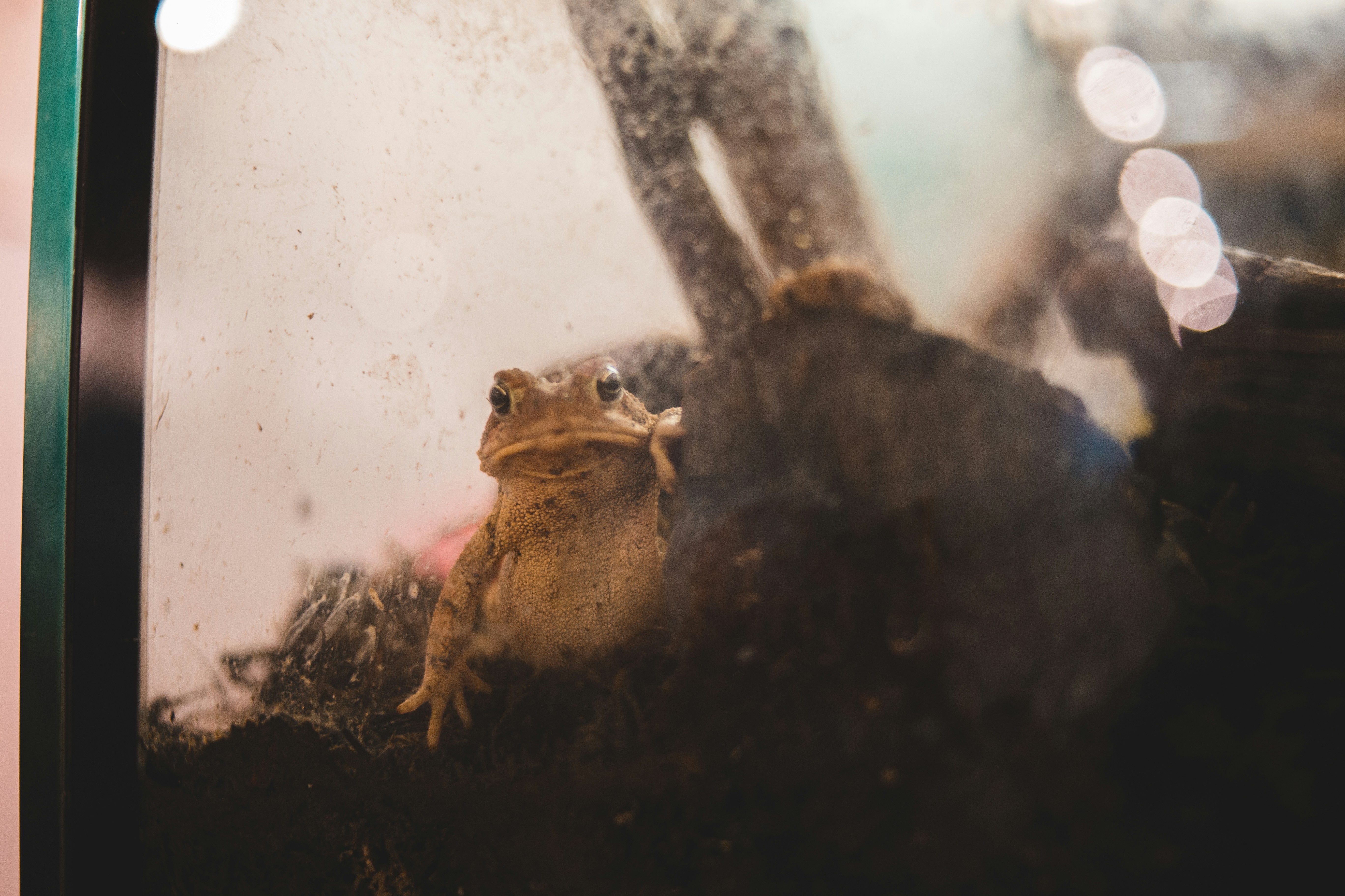 Masked Amphibian Amid Glass and Glow