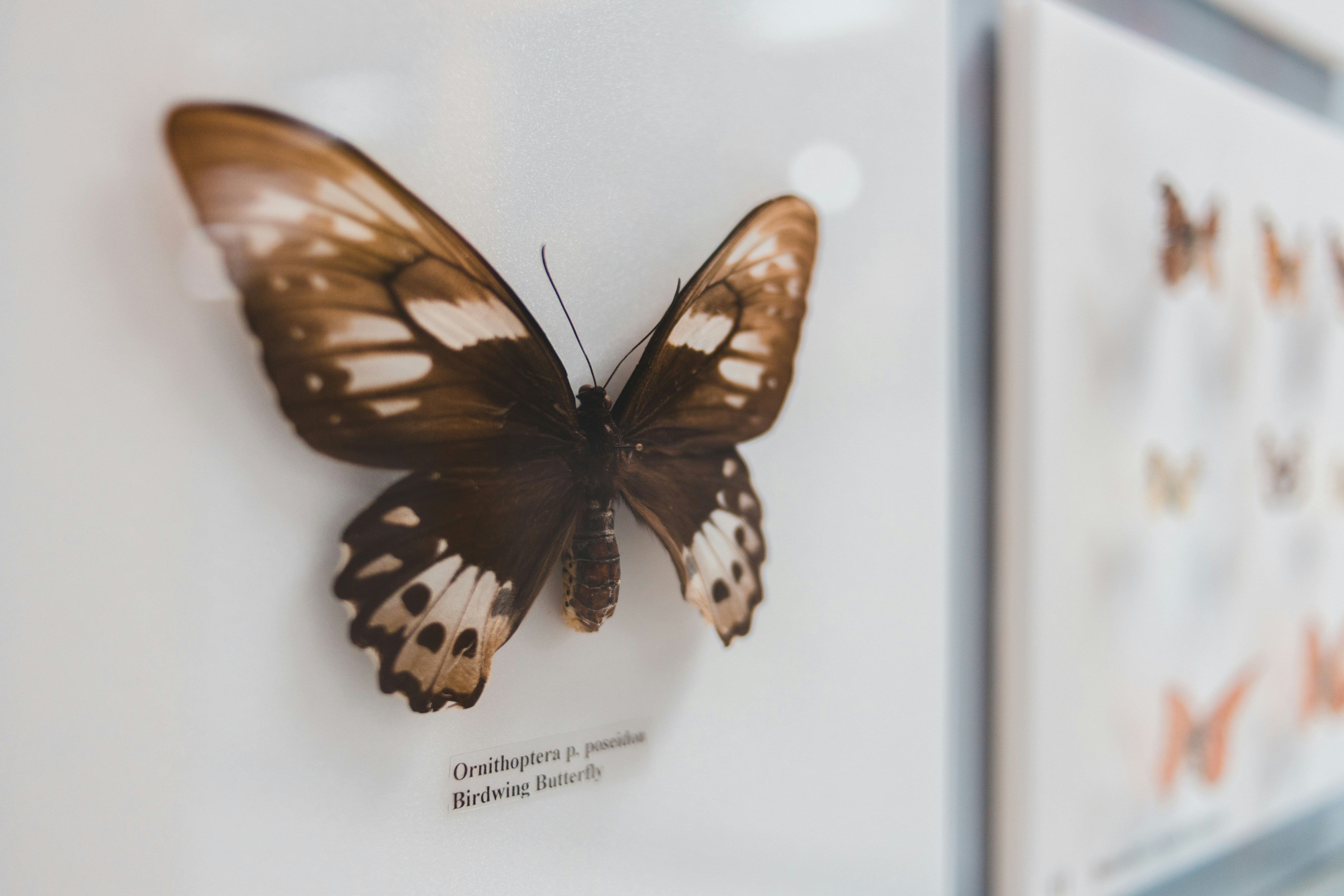 Gentle Monarch  — butterfly display on glass panel