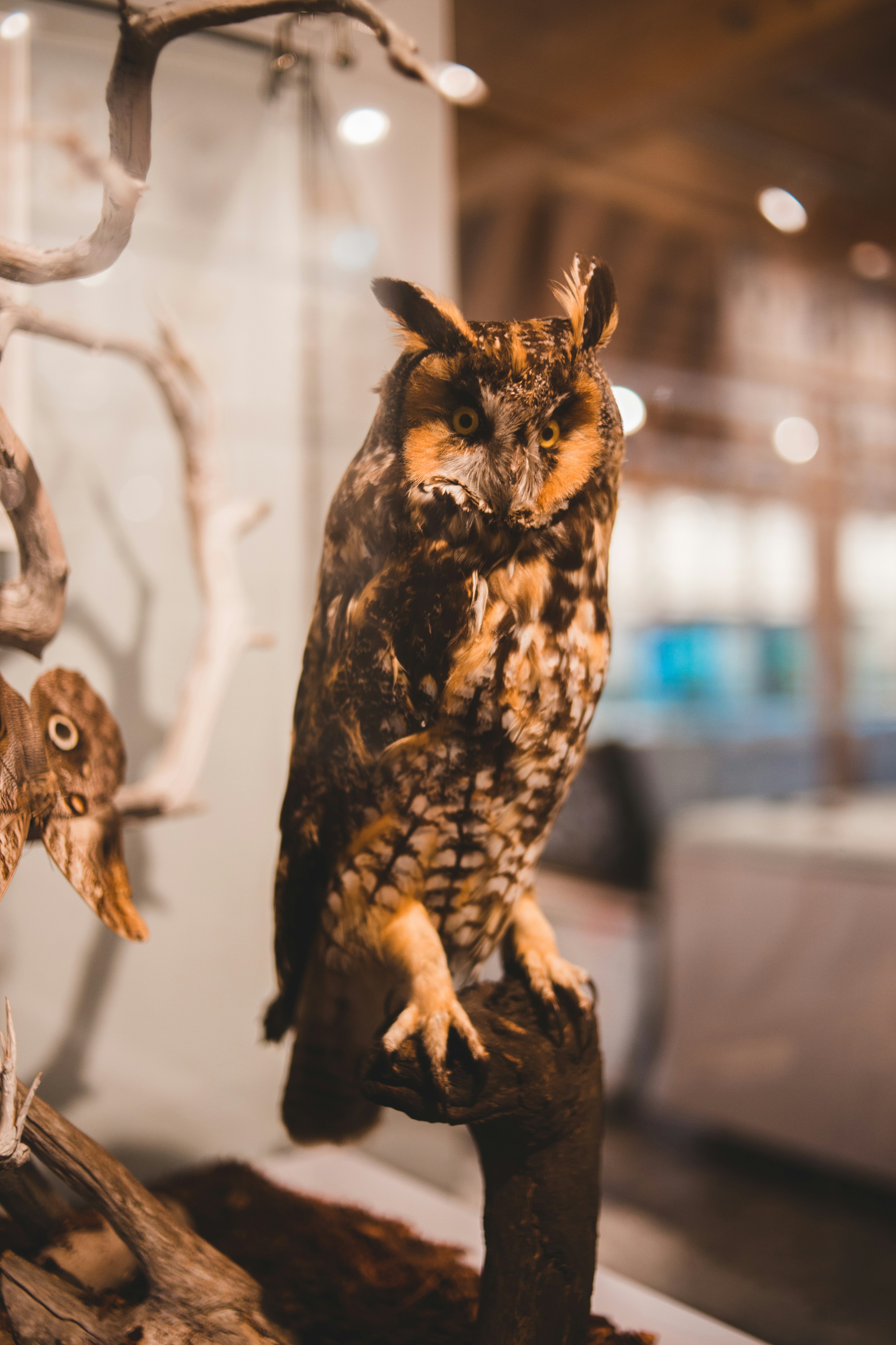 Nocturnal Watcher: An Omen of Feathers Amid Ambient Glass