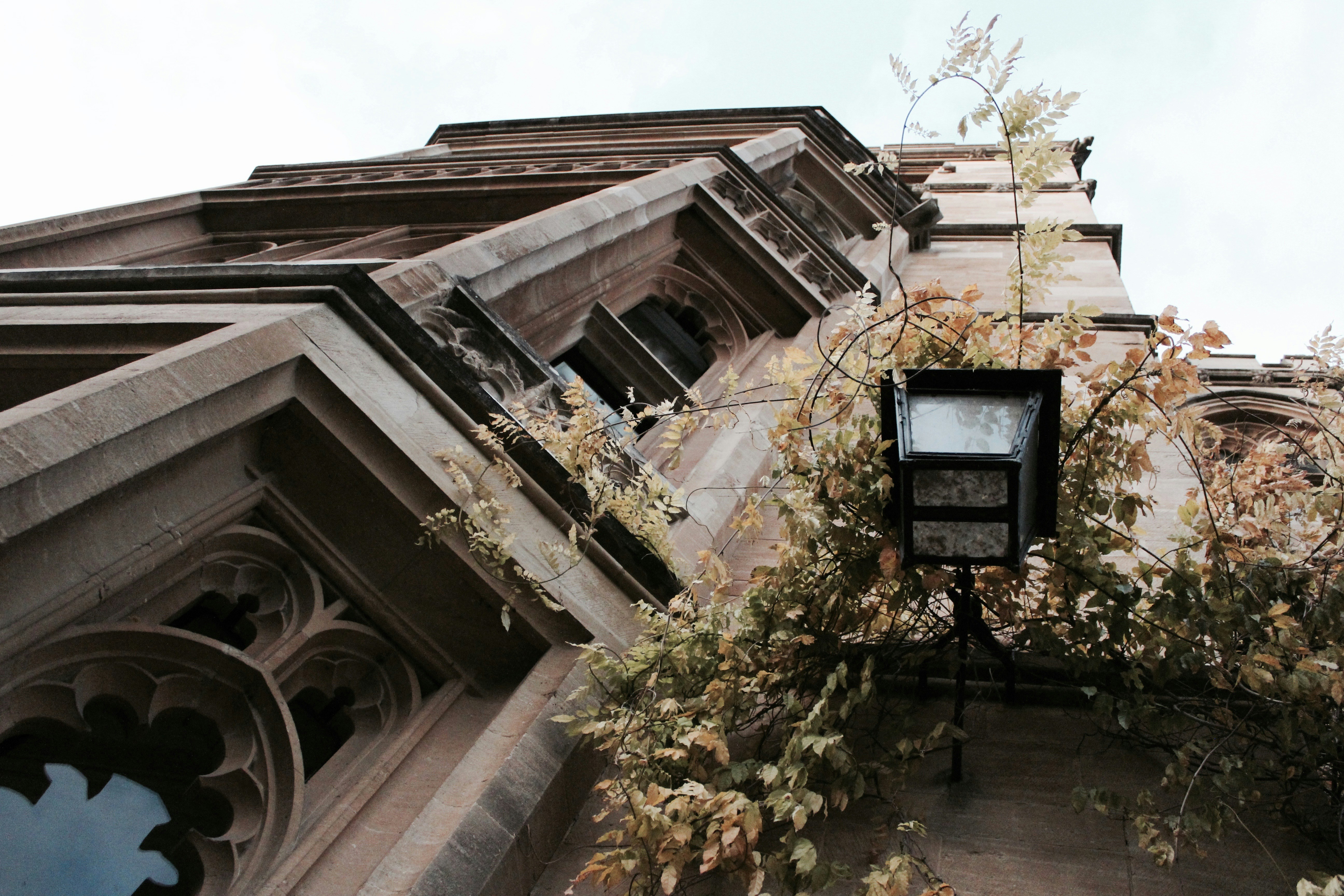 Ivy Framing a Timeworn Lantern on a Gothic Facade