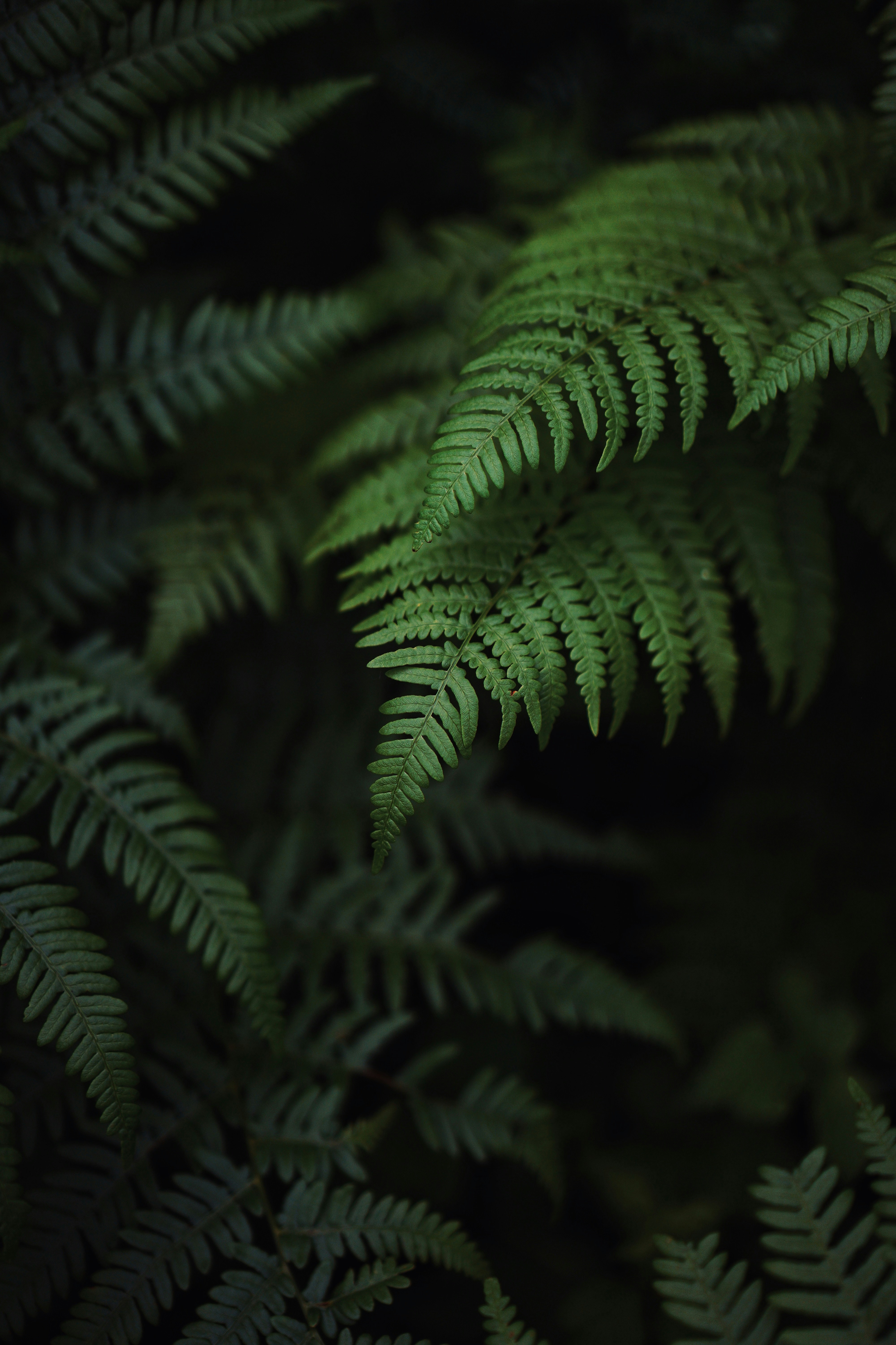 500+ Fern Pictures [HD] | Download Free Images on Unsplash