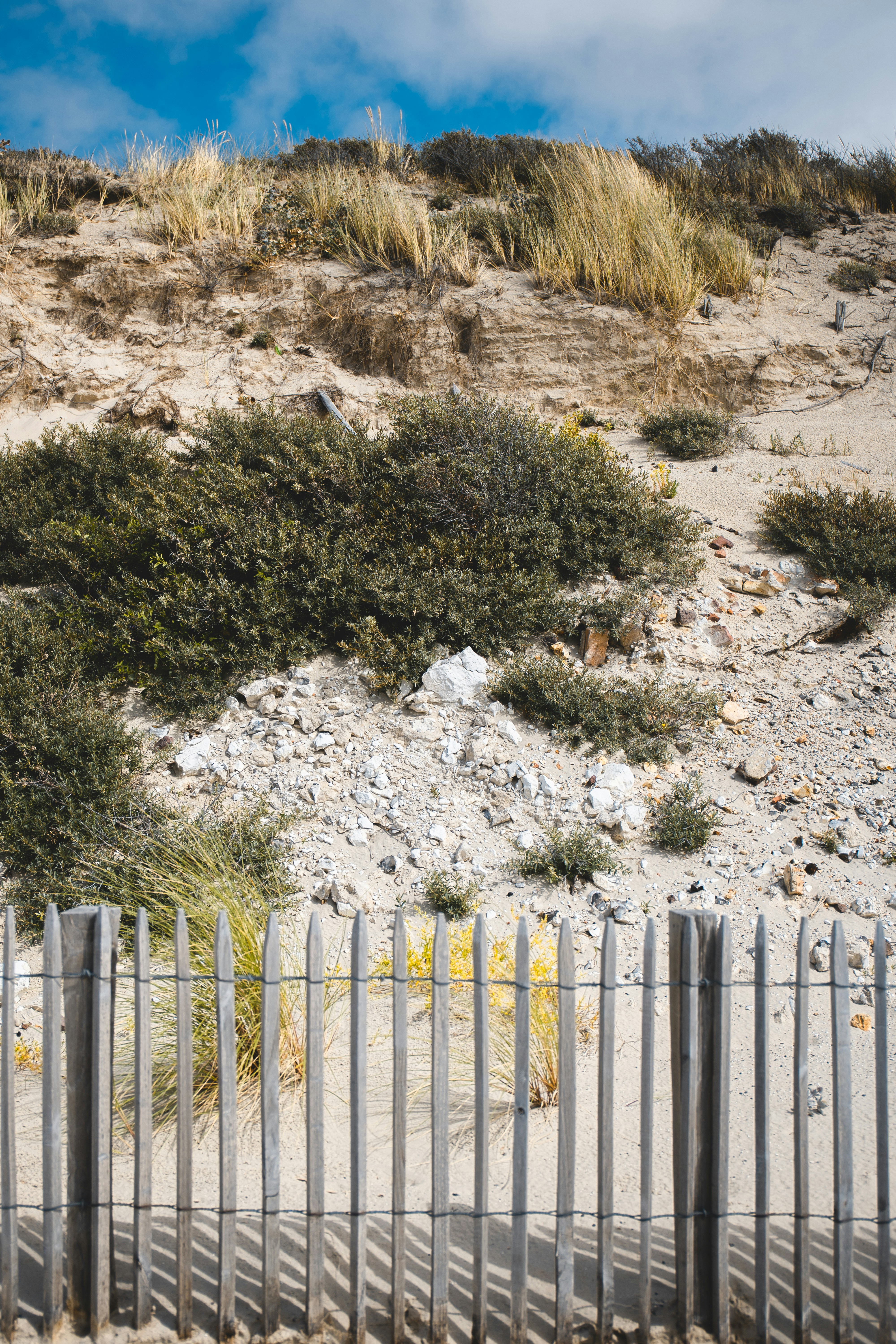 Fence-Row at the Dune Crest: Quiet Coastal Vegetation under a Bracing Sky