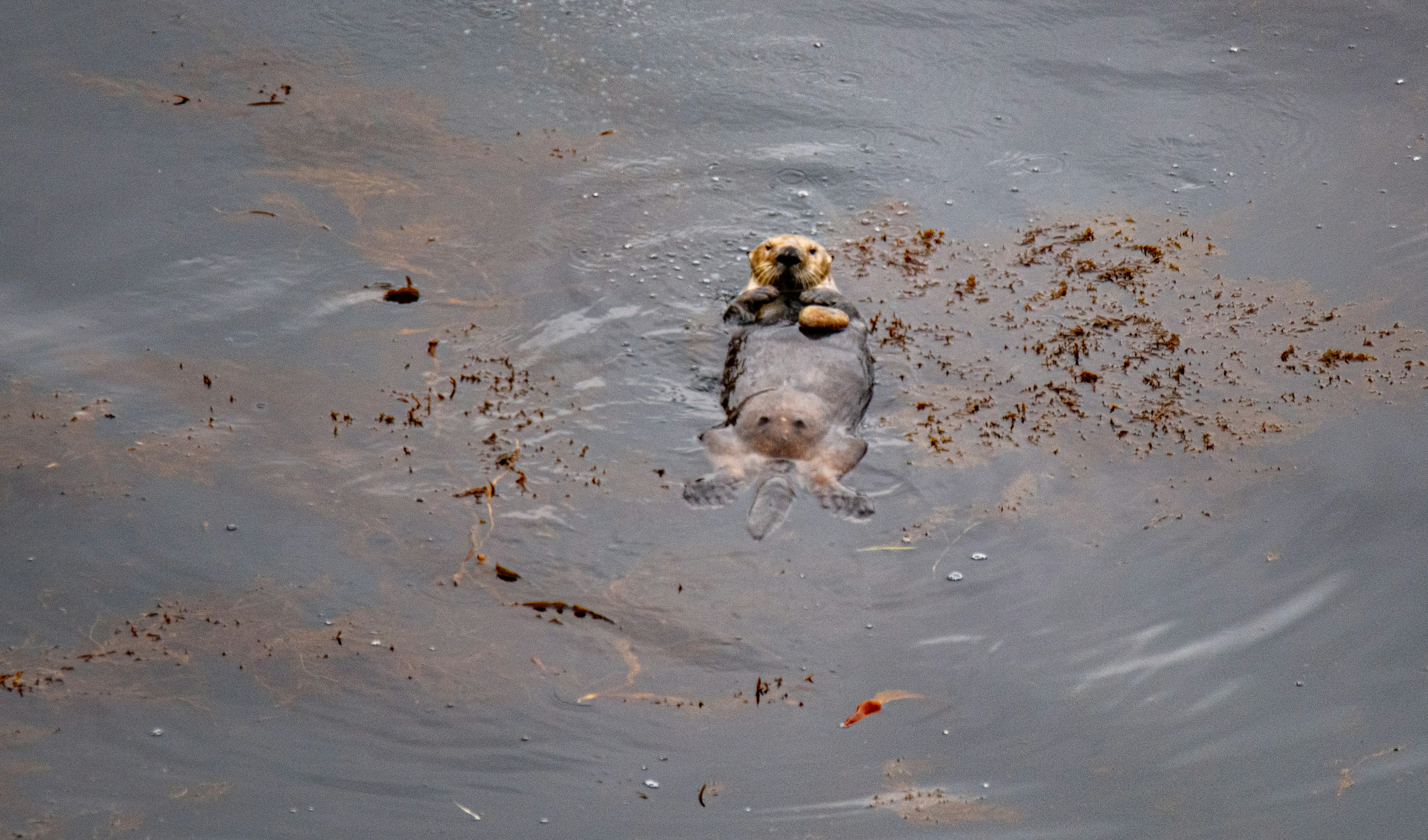 A sea otter floating peacefully on its back, cradling a pup, surrounded by gentle ripples and seaweed. The scene captures a tender moment in the wild.