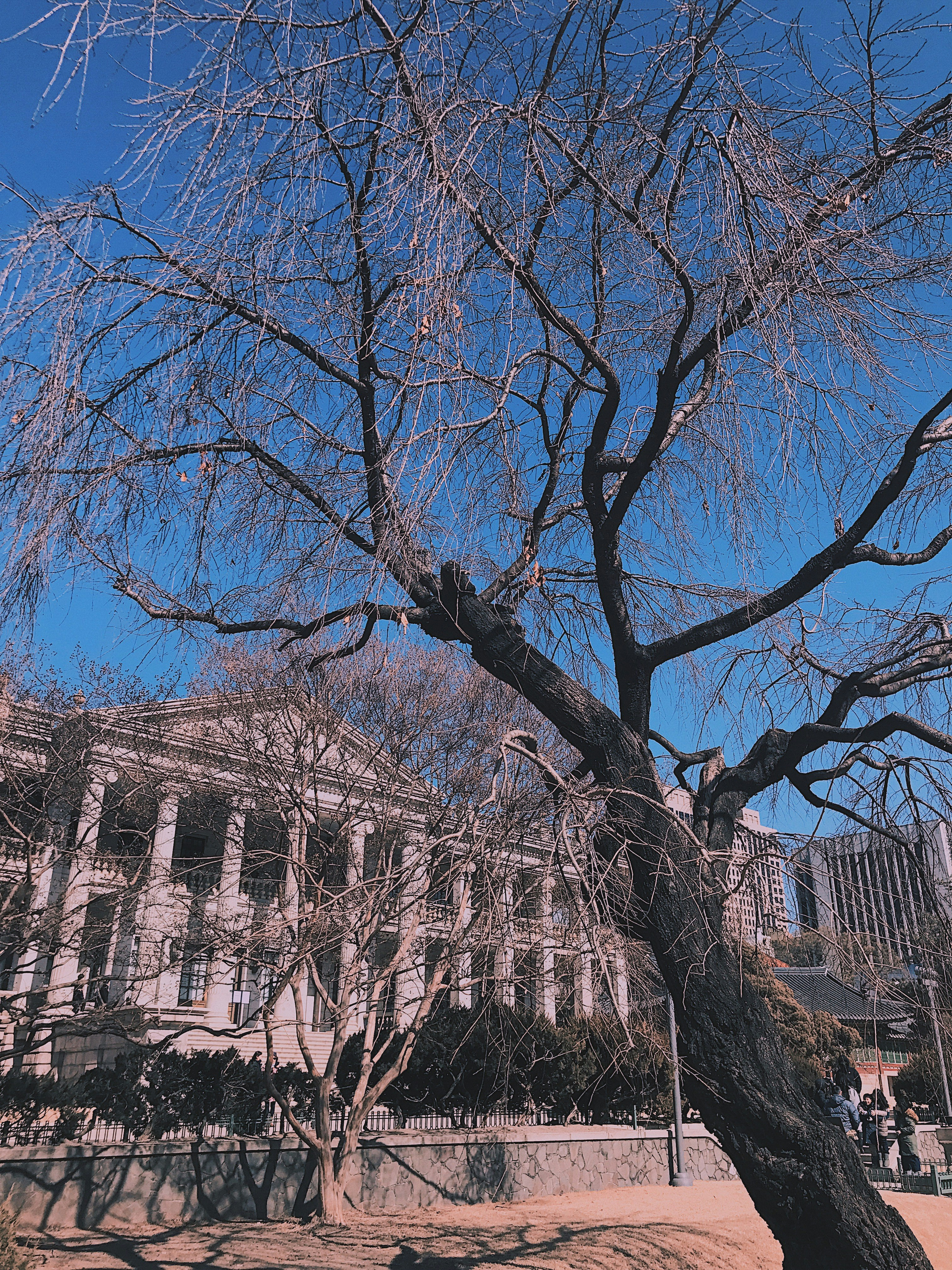 Bare tree near brown concrete building during daytime photo – Free 맑음 ...