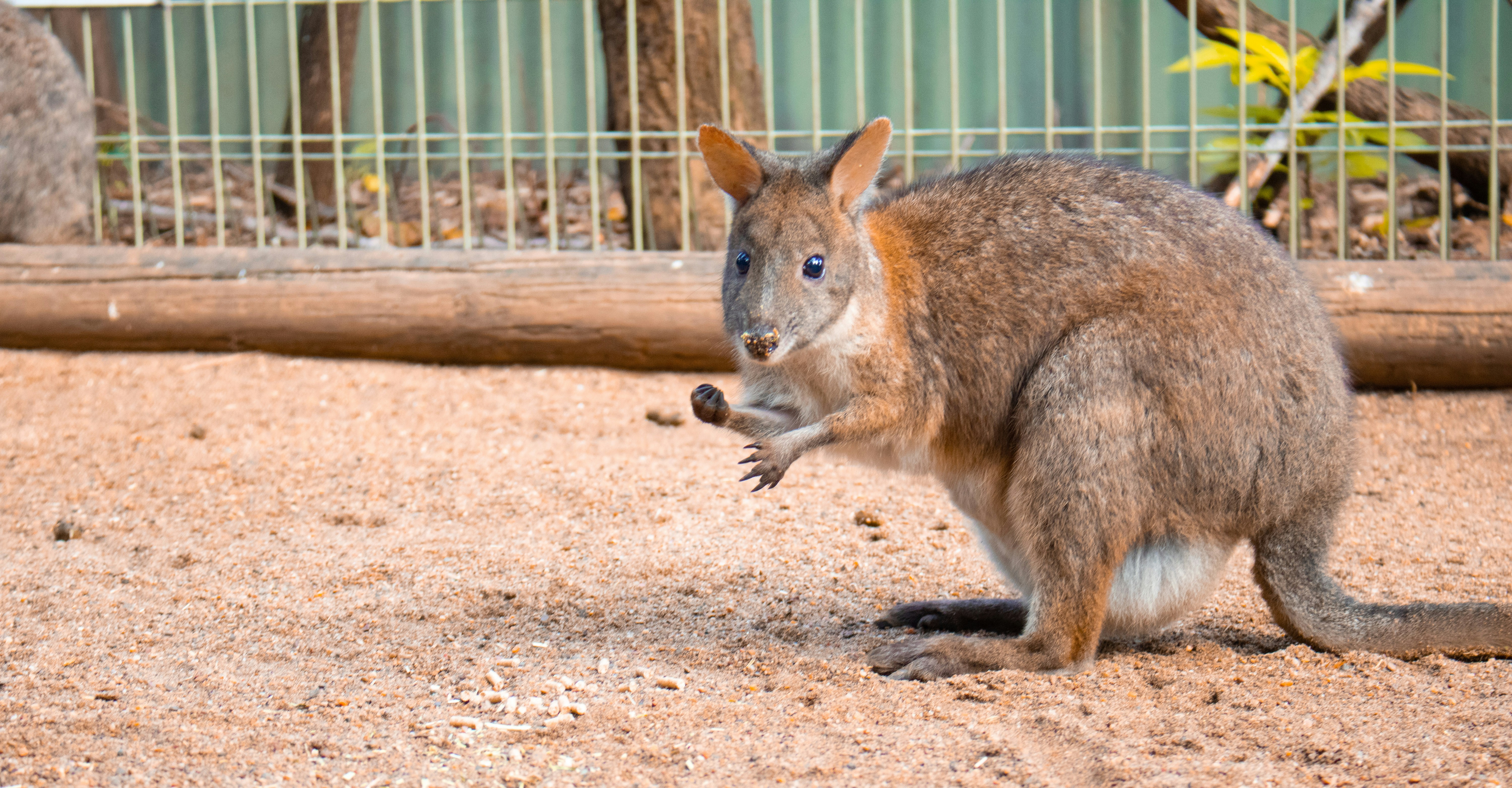 A wallaby stands on sandy ground, curiously inspecting its surroundings in a natural habitat setting.