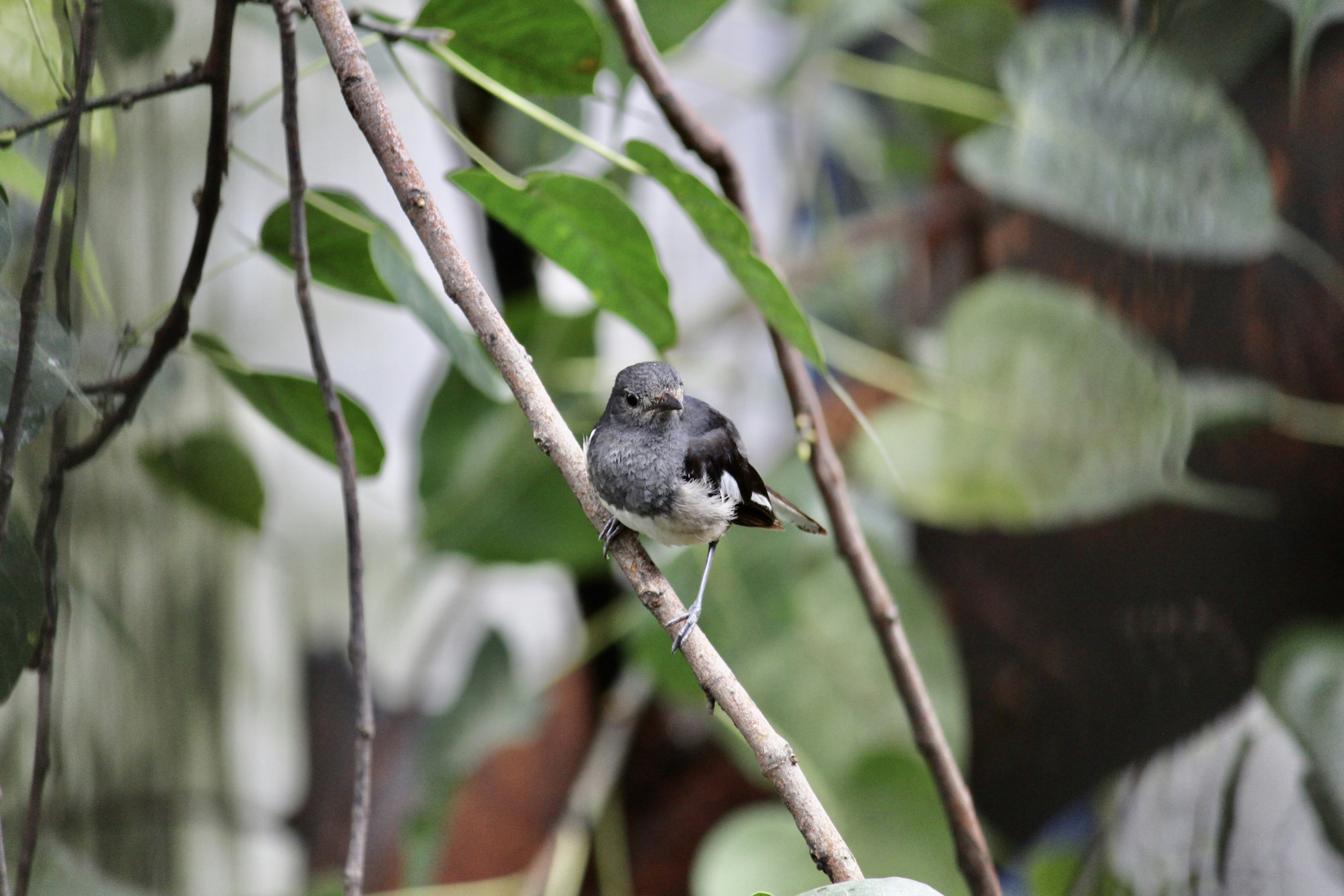 black and white bird on brown tree branch during daytime