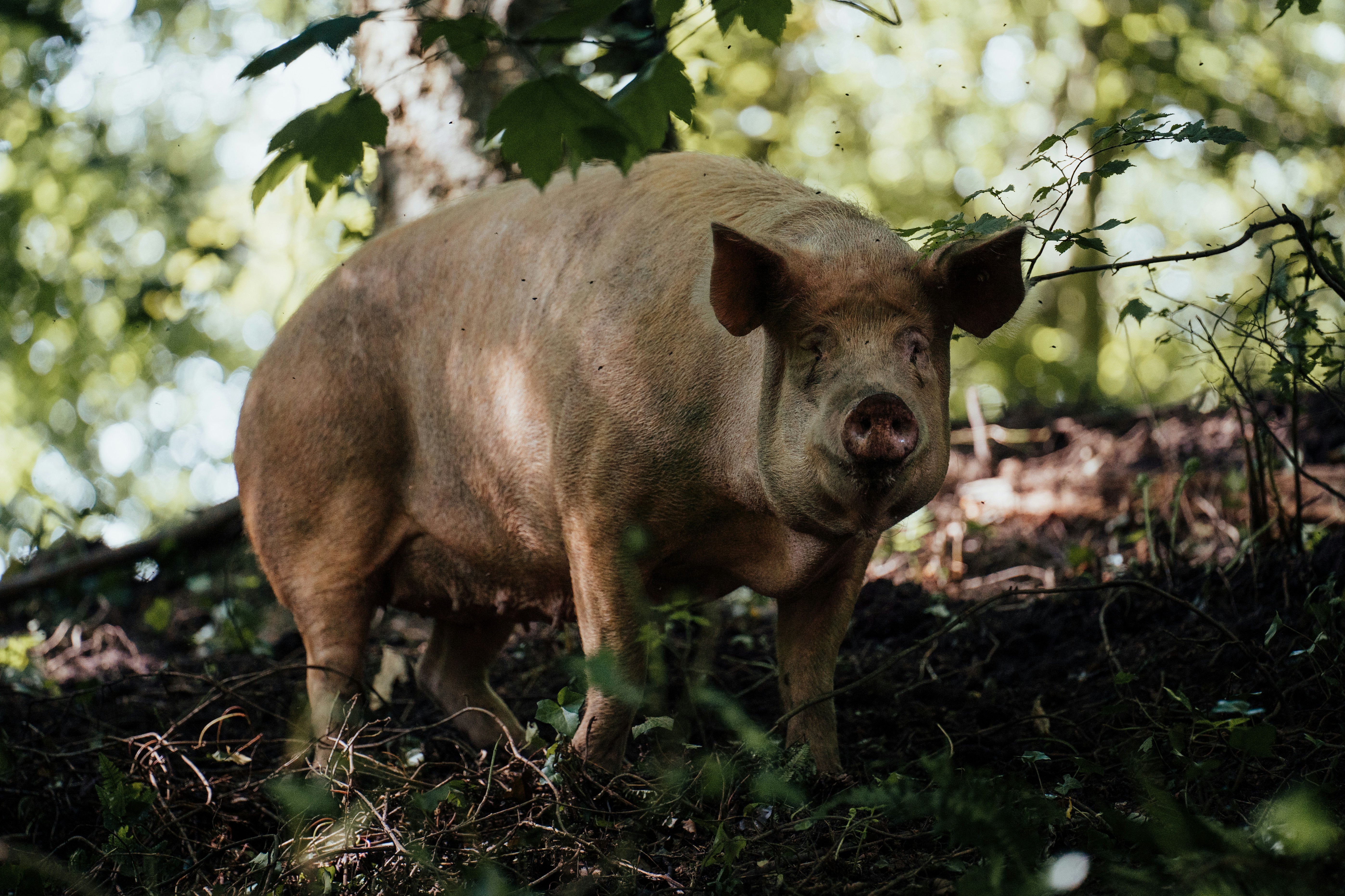 Hidden Gentle Giant: A Wild Boar Stands Amid Dappled Shade