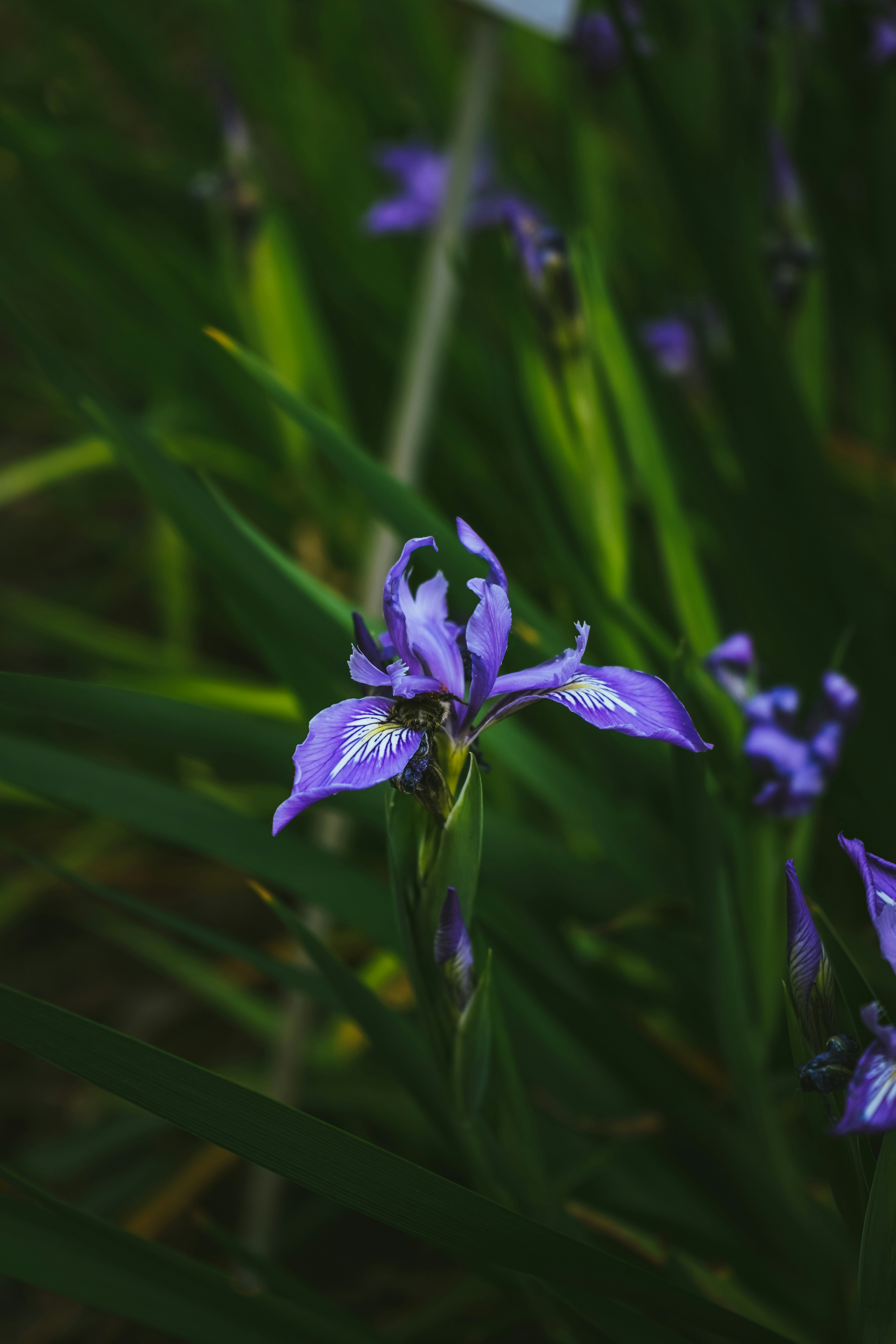 Violet Iris Emerges from a Quiet Green Sea