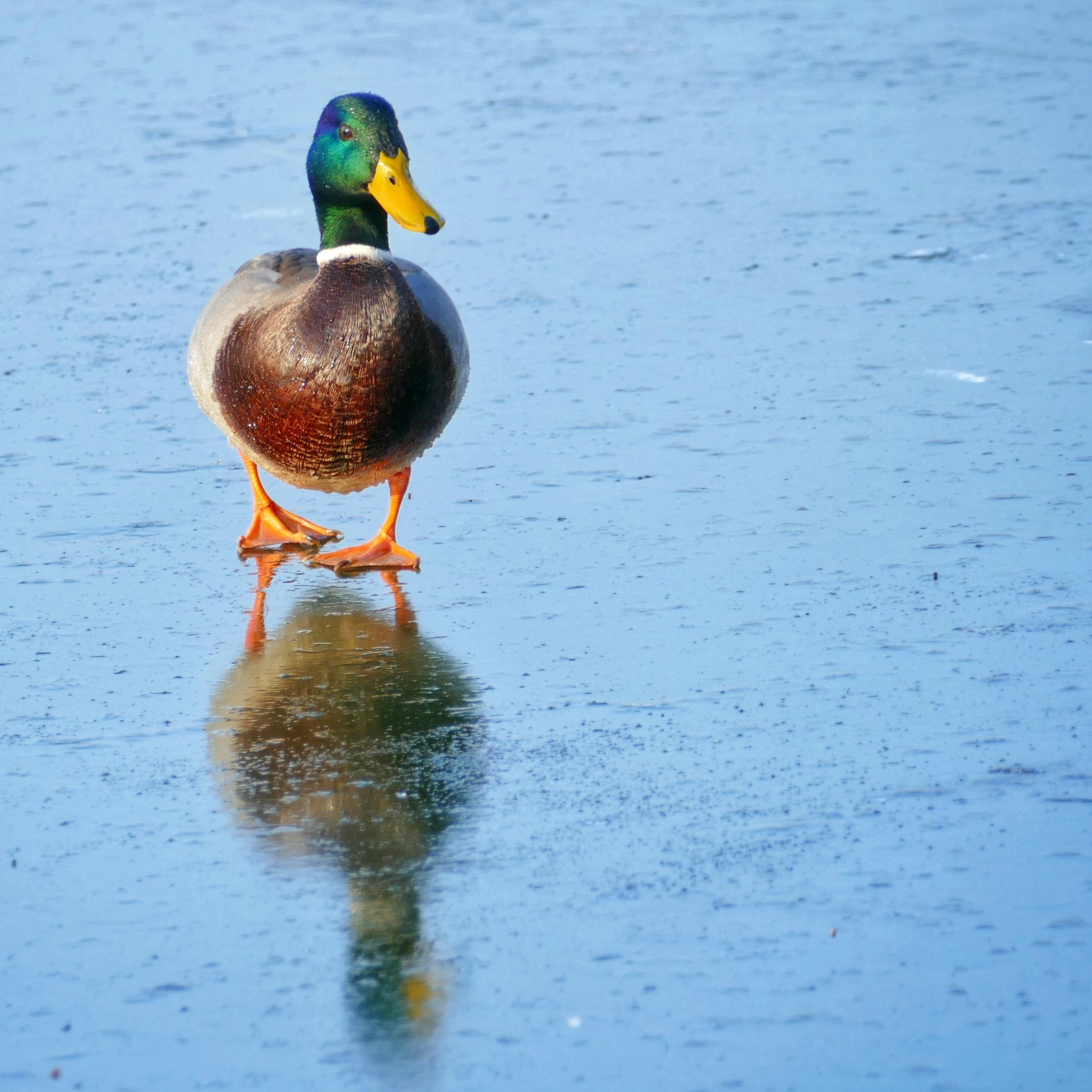 Best 500+ Mallard Duck Pictures | Download Free Images on Unsplash
