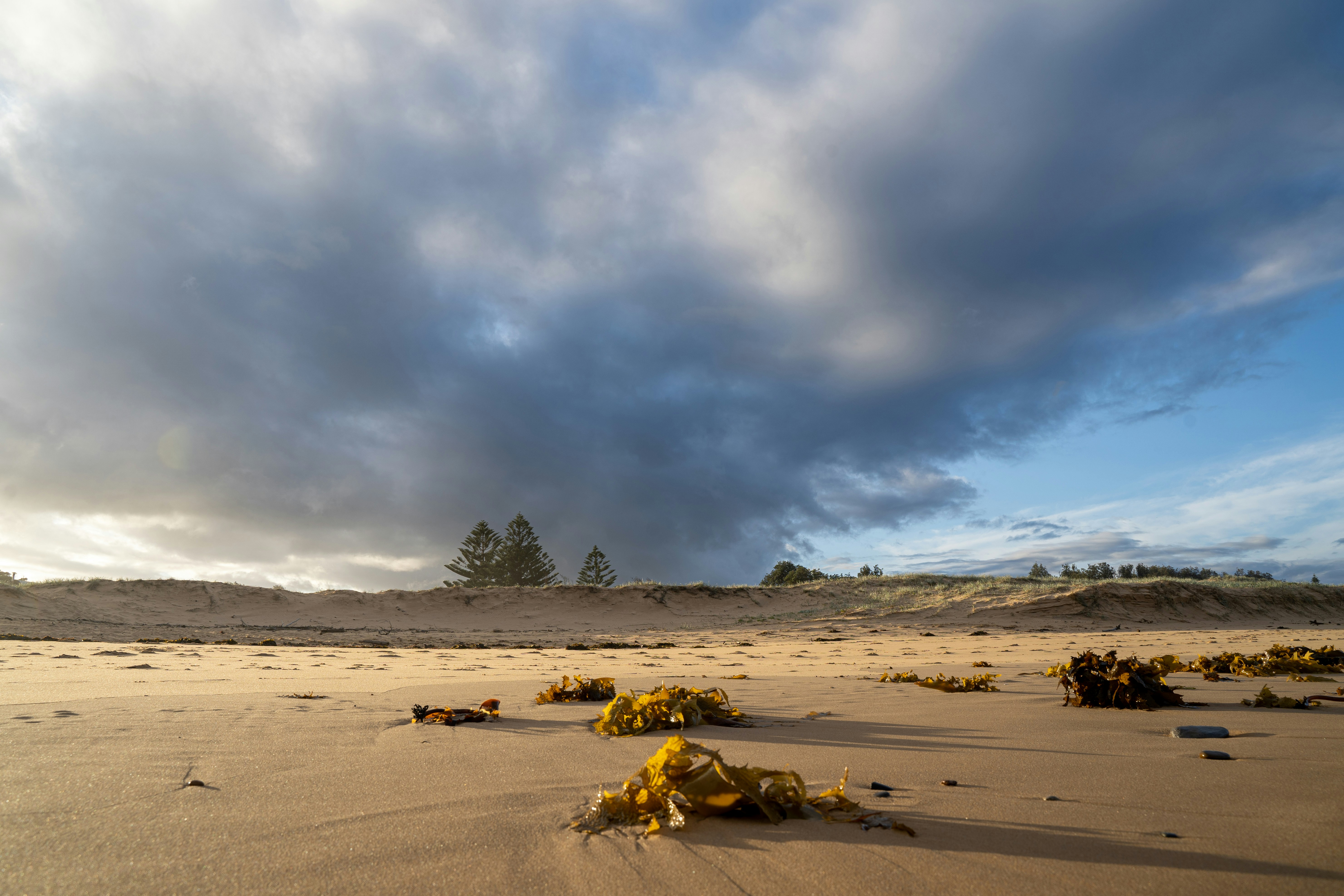 Storm Light over a Wind-Swept Shore: Kelp in the Foreground