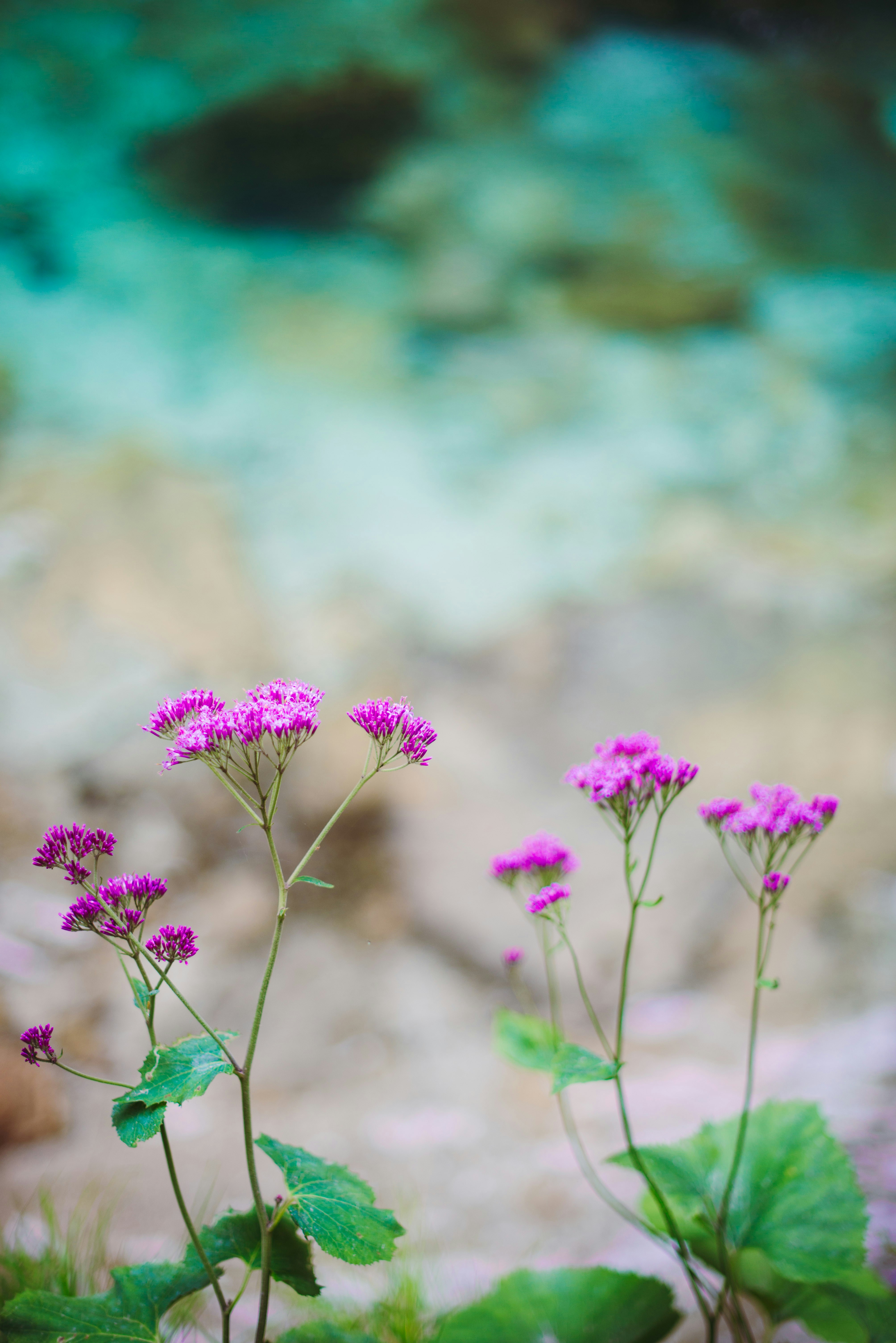 Pink-topped wildflowers reach toward a turquoise-tinged backdrop