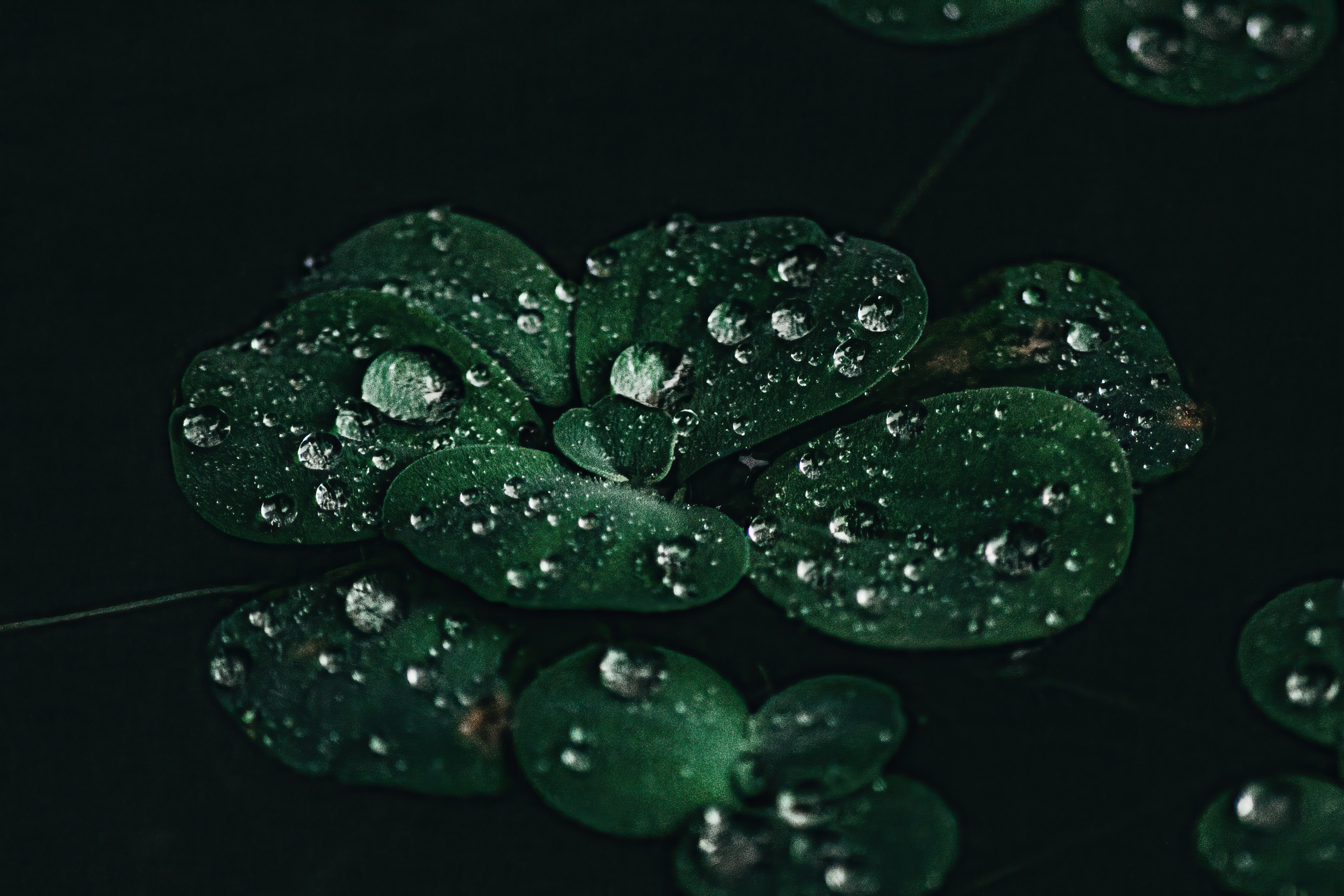 Green Aesthetic Pictures | Download Free Images on Unsplash