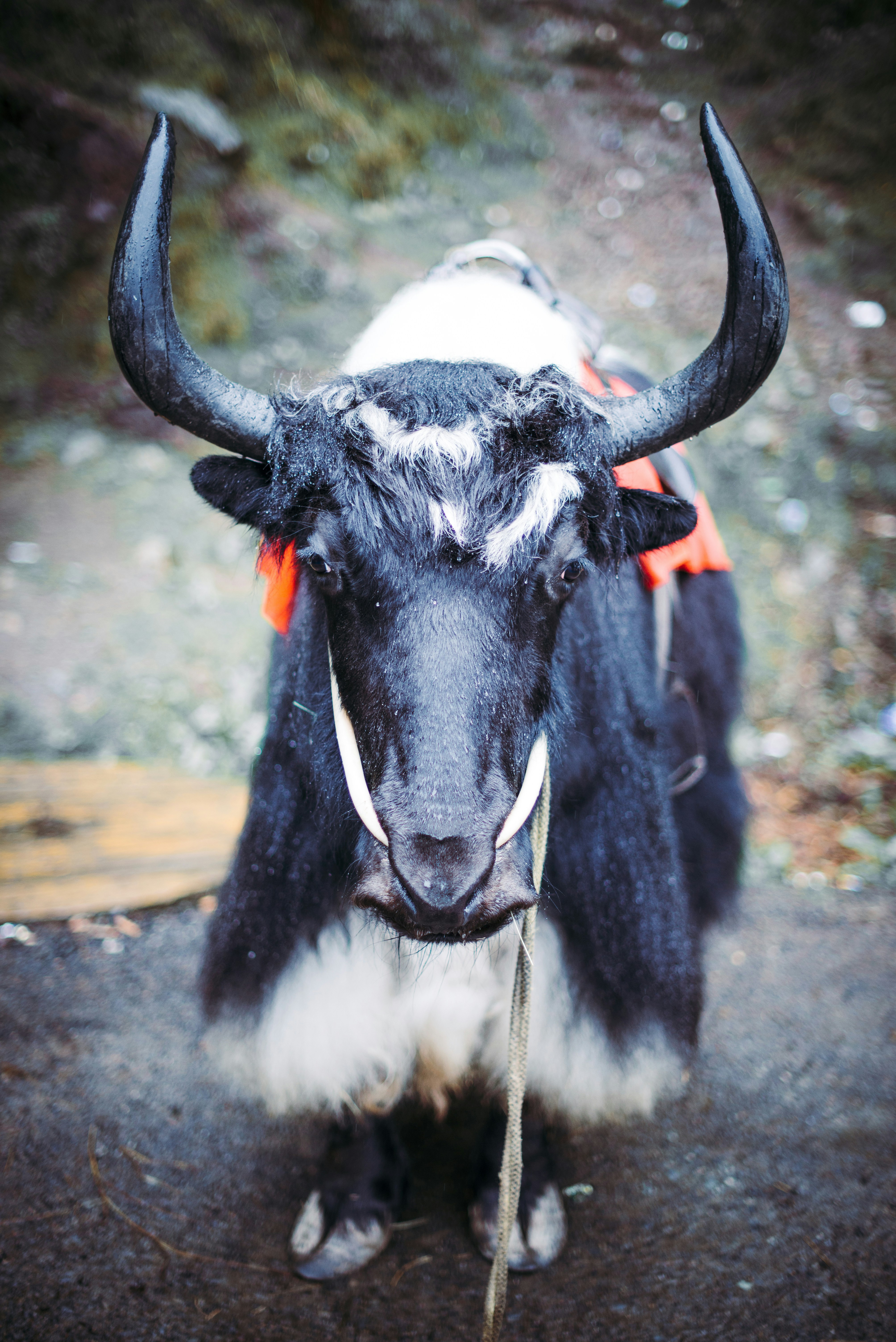 Horns in Focus: A Yak’s Steady Gaze on the Trail