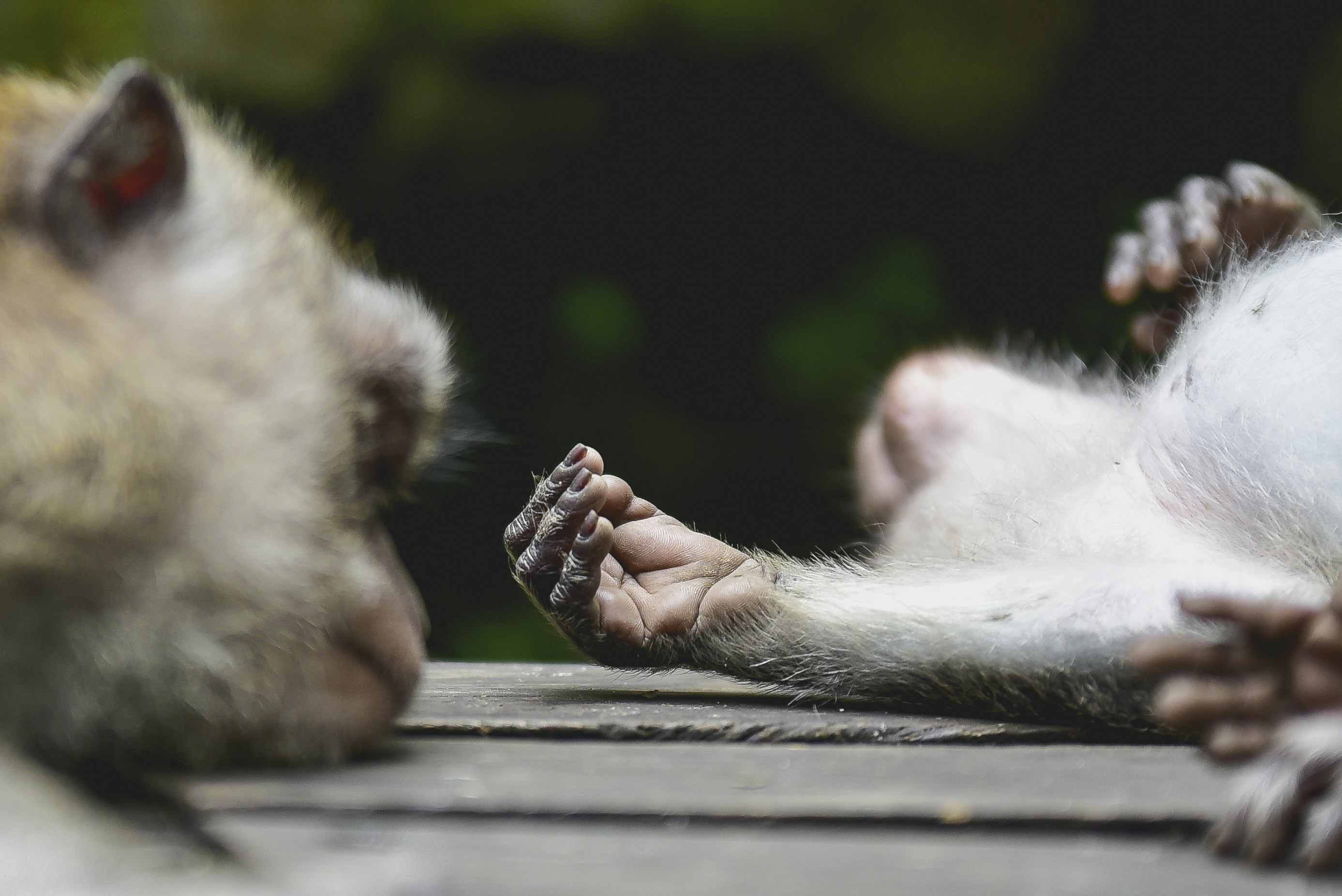 Primate Feed Meme Pictures | Download Free Images on Unsplash