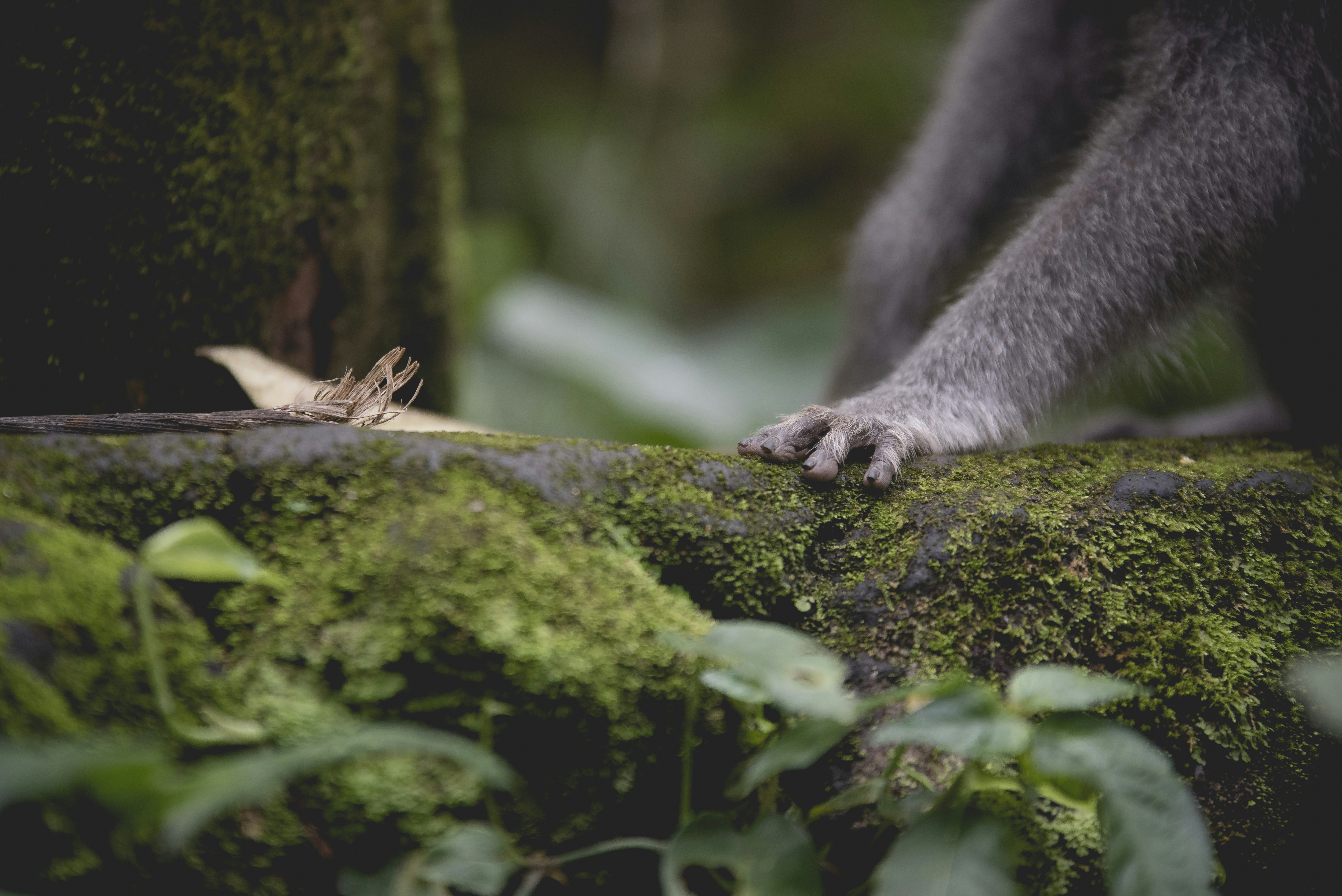 A gray monkey's paw reaches towards a small insect resting on a moss-covered log, showcasing a moment of interaction in a lush forest environment.