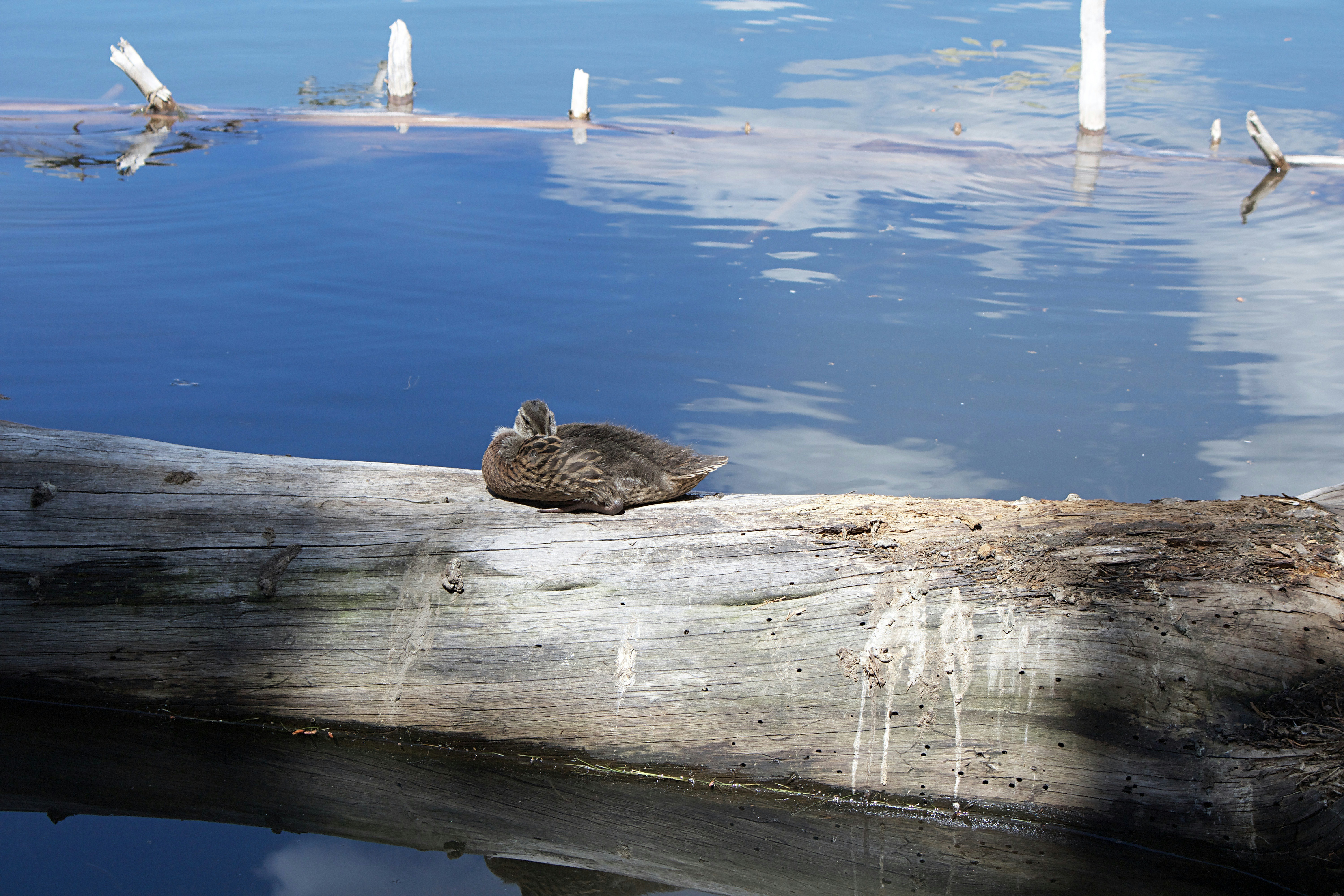 Bathed in Blue: A lone shorebird resting on weathered driftwood