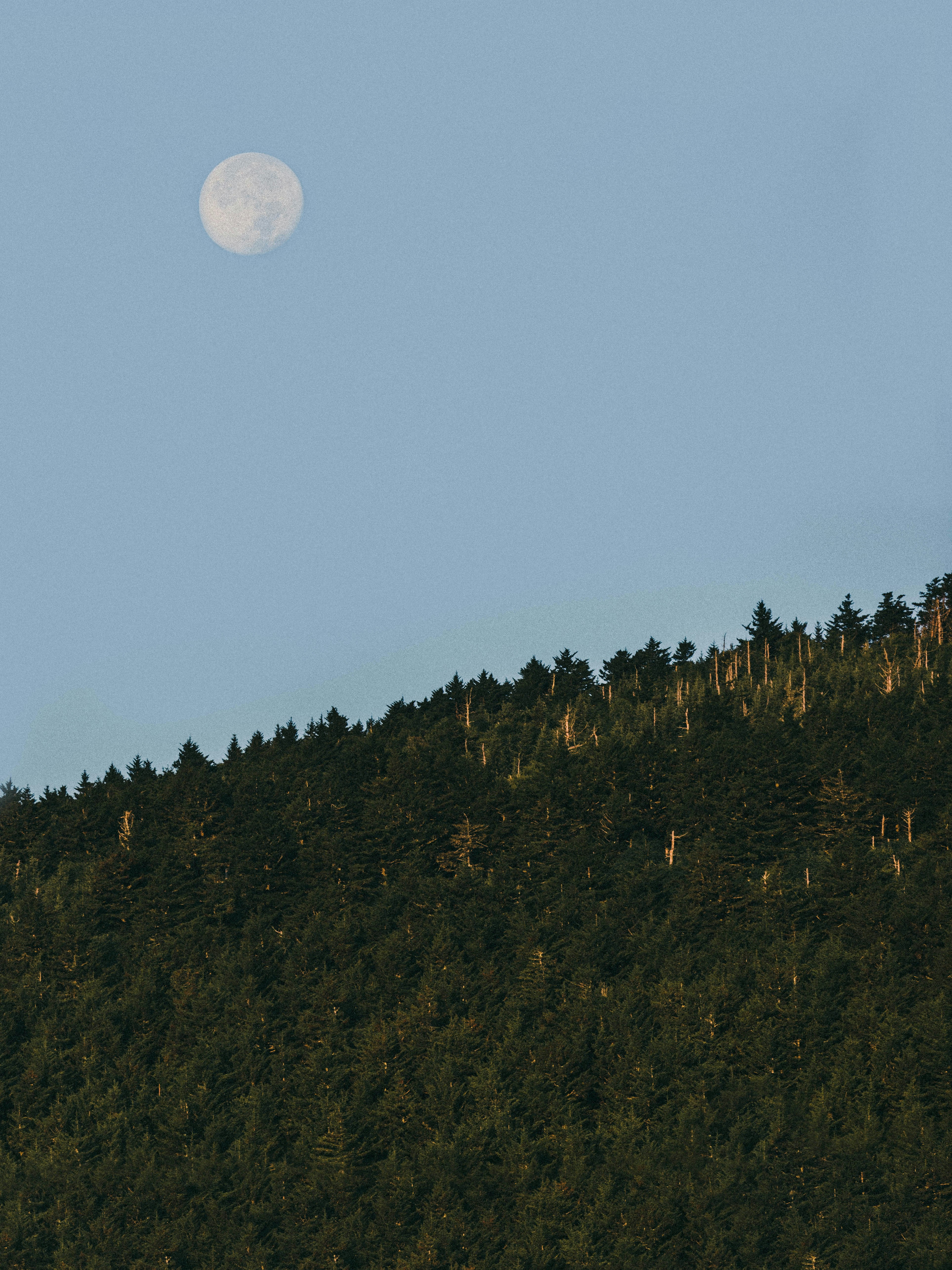 Luna over the pine hillside beneath a calm blue sky