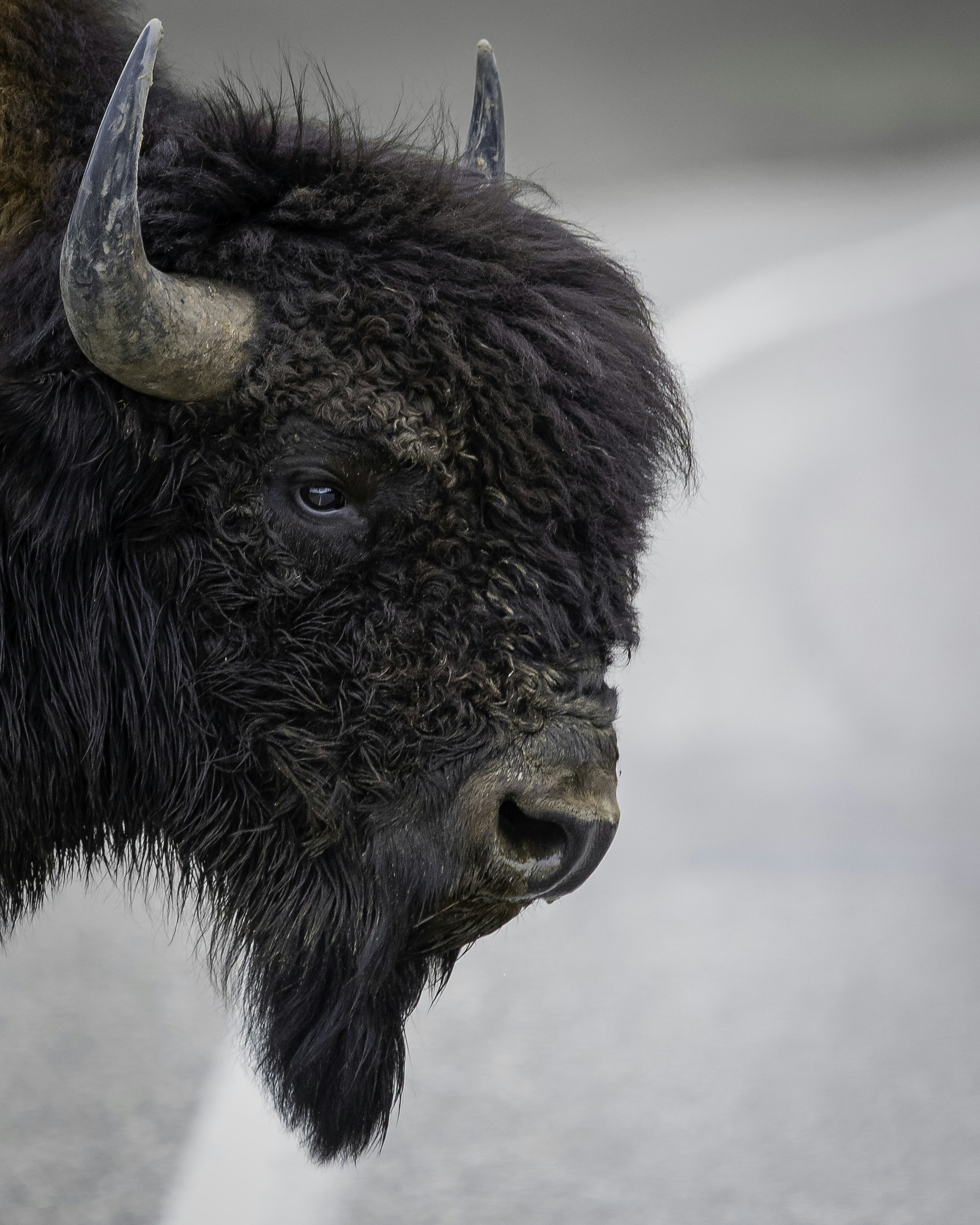 Wood Bison Portrait. | black and brown animal in close up photography