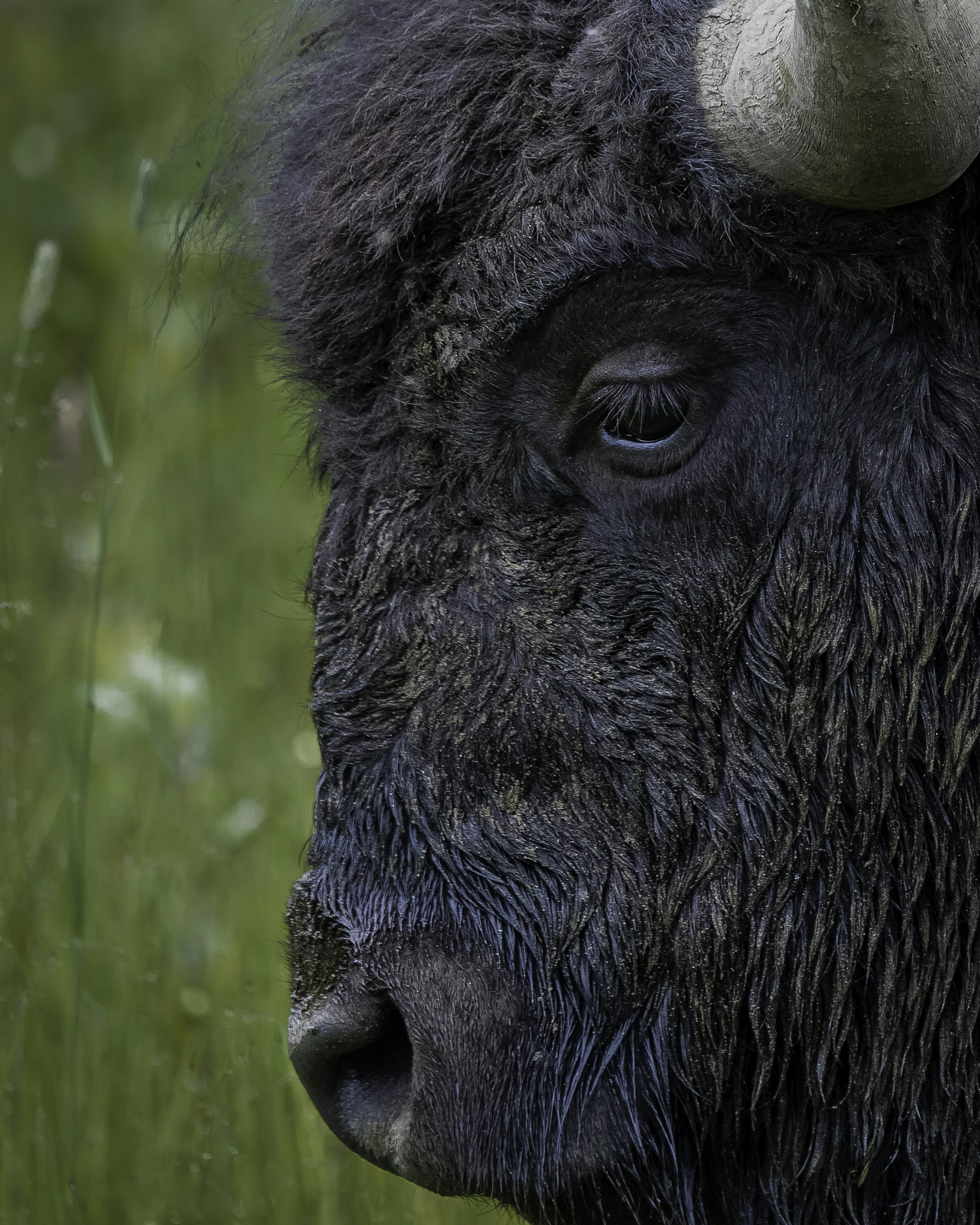 Close-up of a Highland cow's head, showcasing its thick fur and prominent horns against a blurred green background.