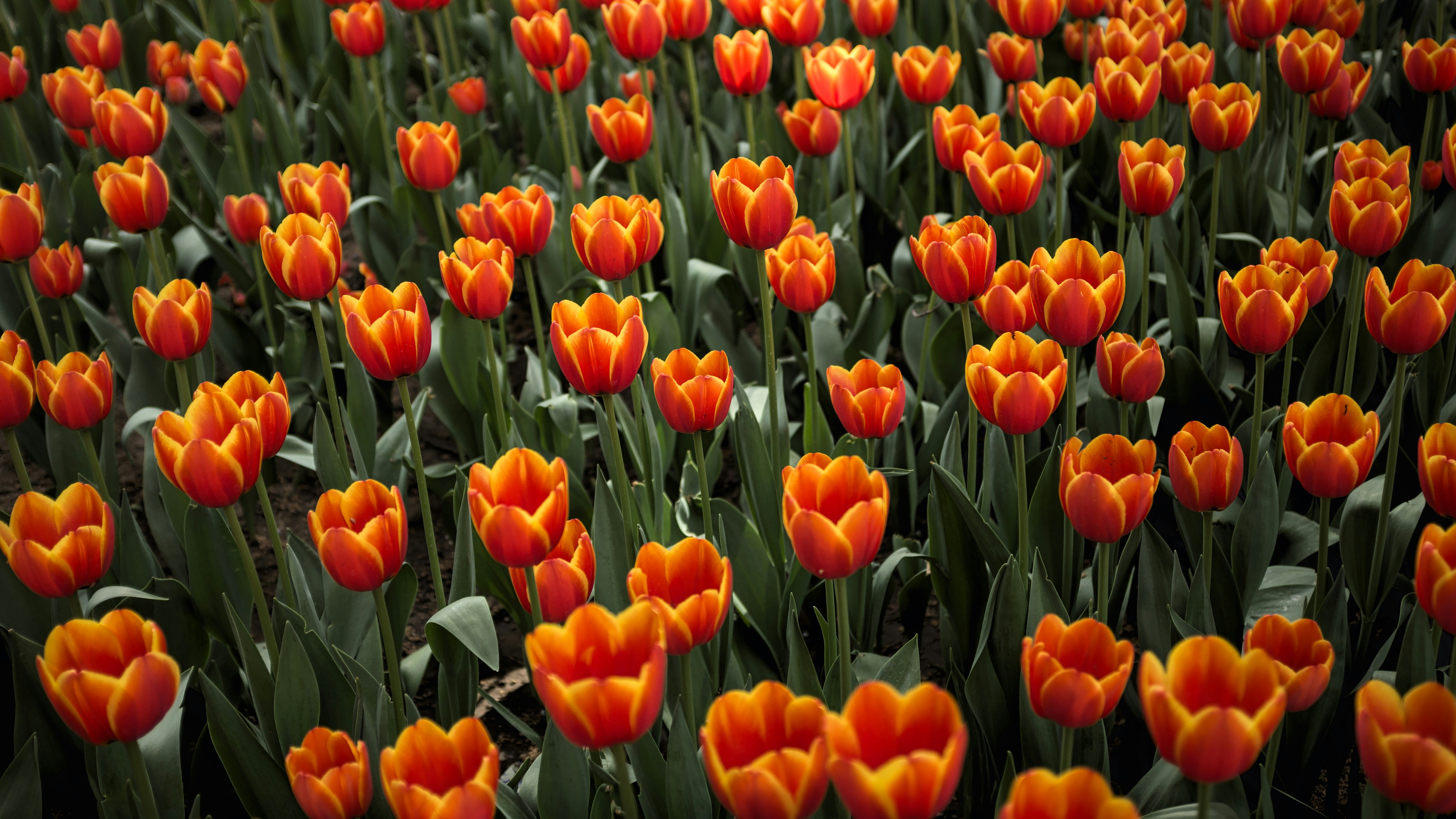 Crimson Tulip Carpet Beneath Spring Light
