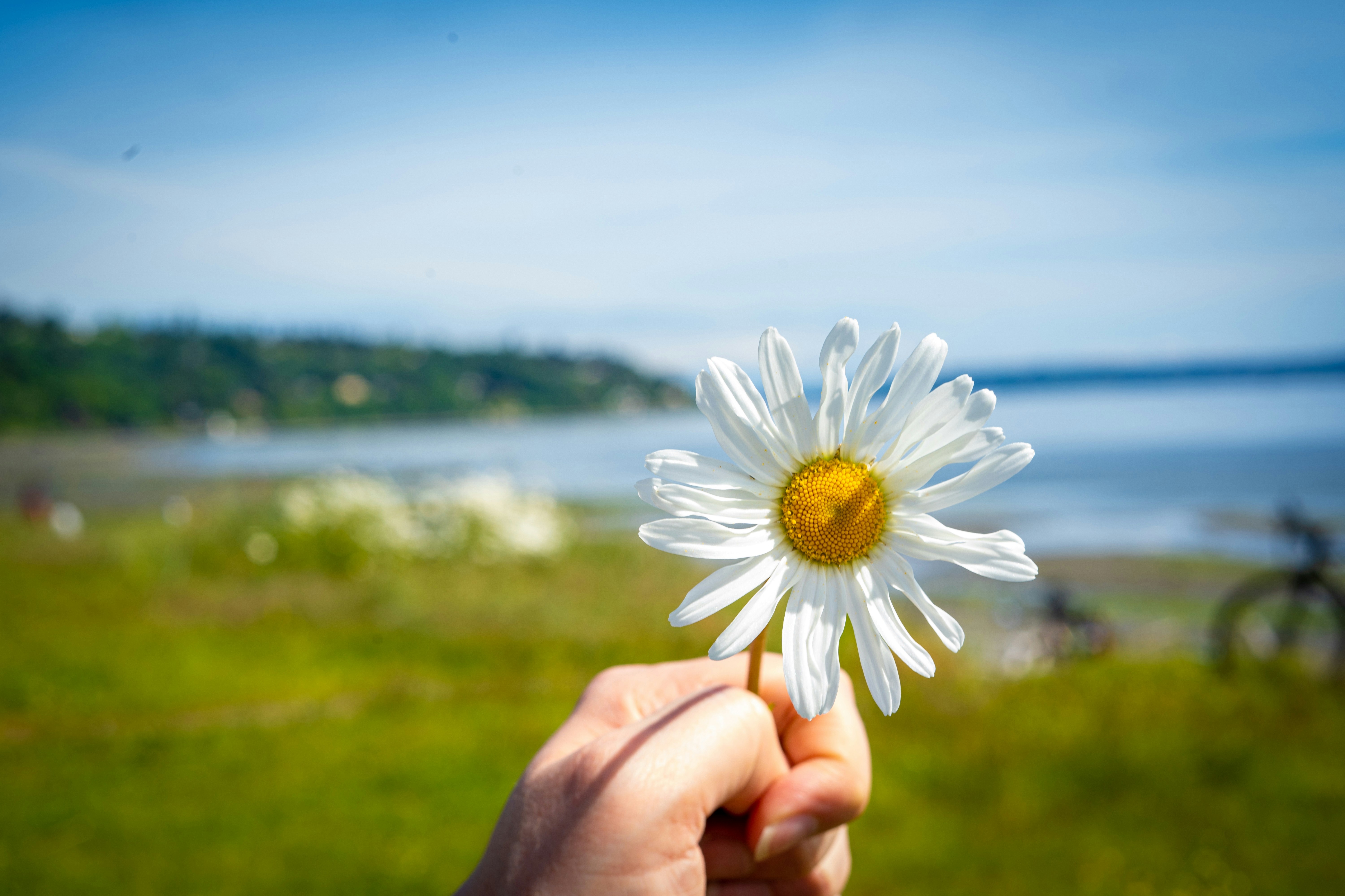 Daisy in Hand, Lake Horizon in Soft Focus