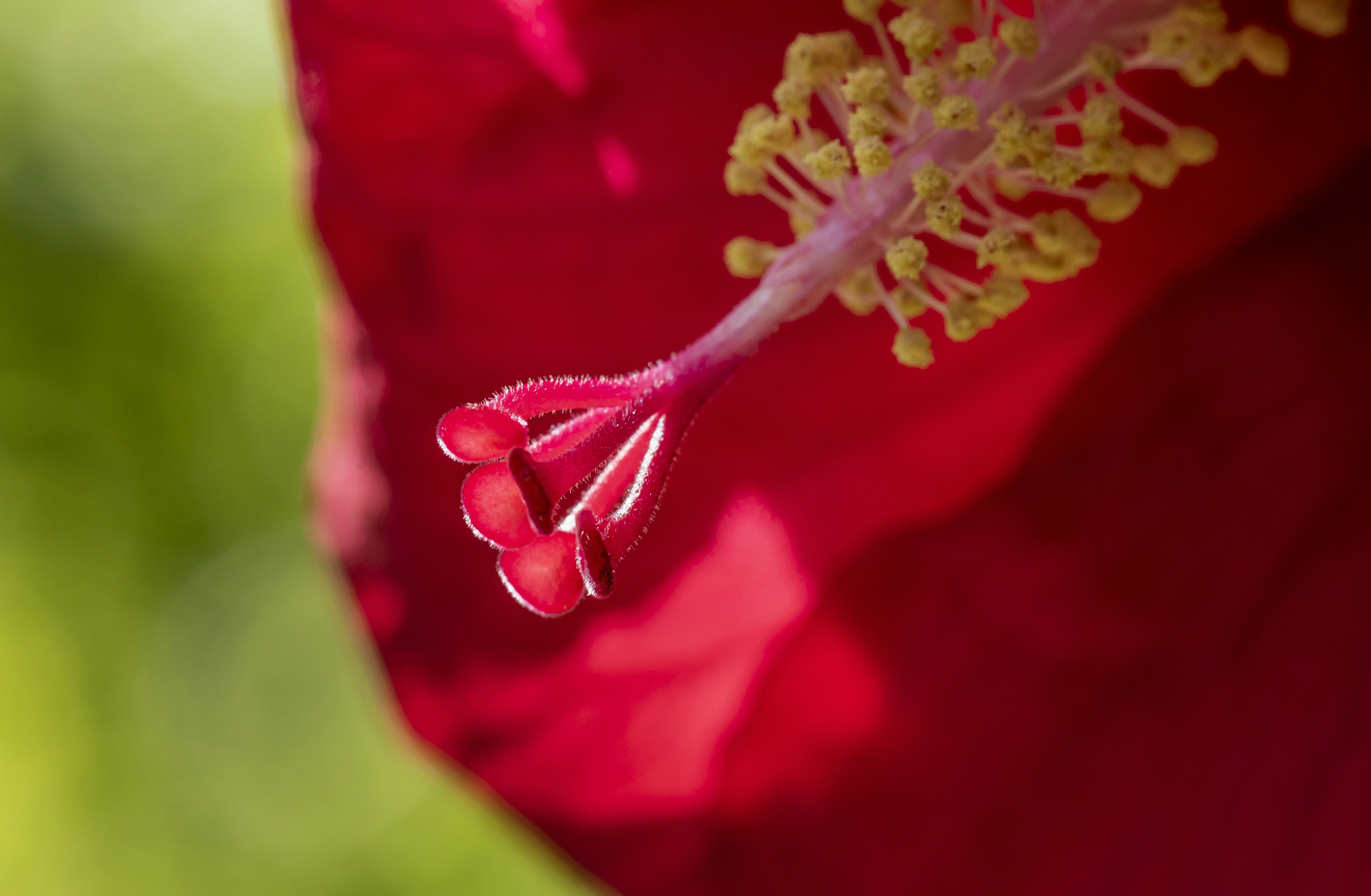 Guía del color fucsia: Paletas, códigos e ideas de diseño para 2025