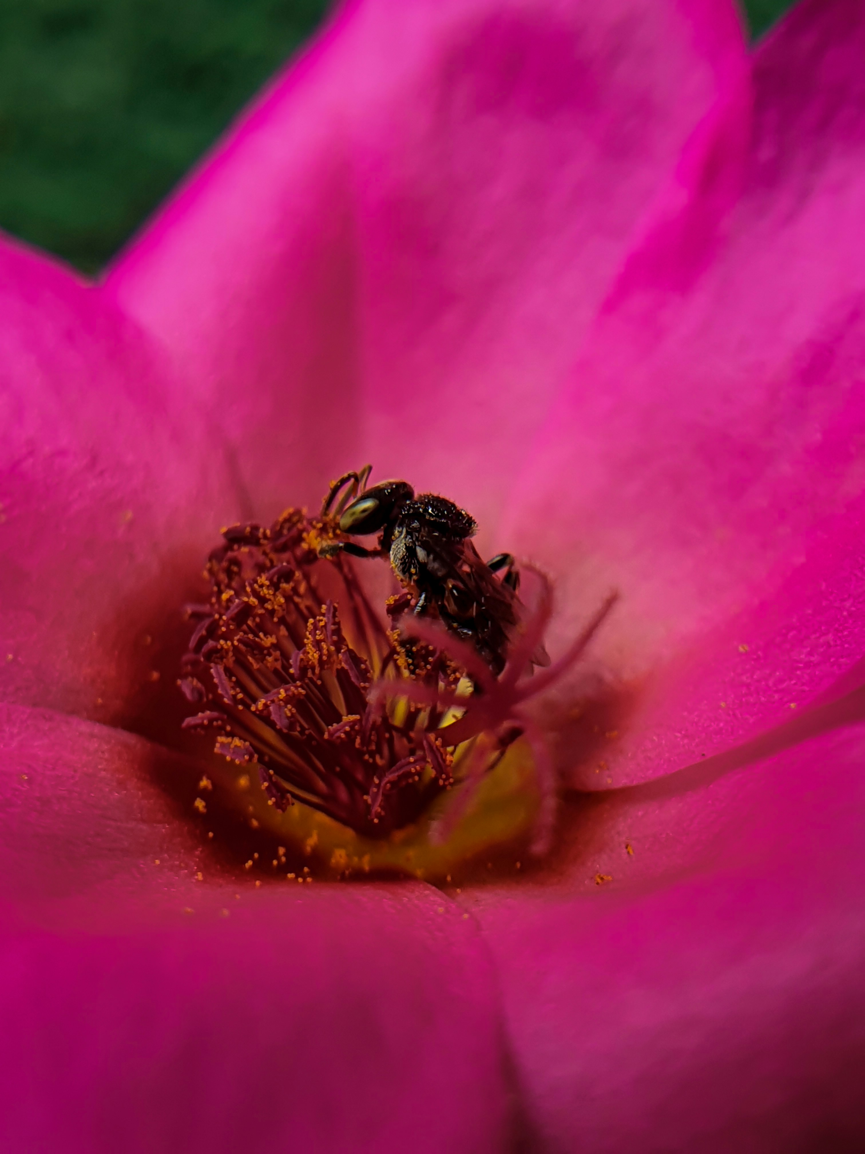 A bee diligently collects pollen from the vibrant center of a pink flower, showcasing the intricate details of nature's design.